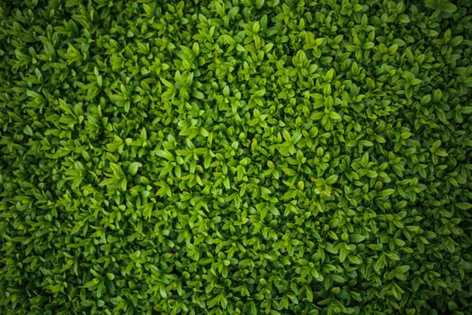 Free stock photos of leaves · Pexels