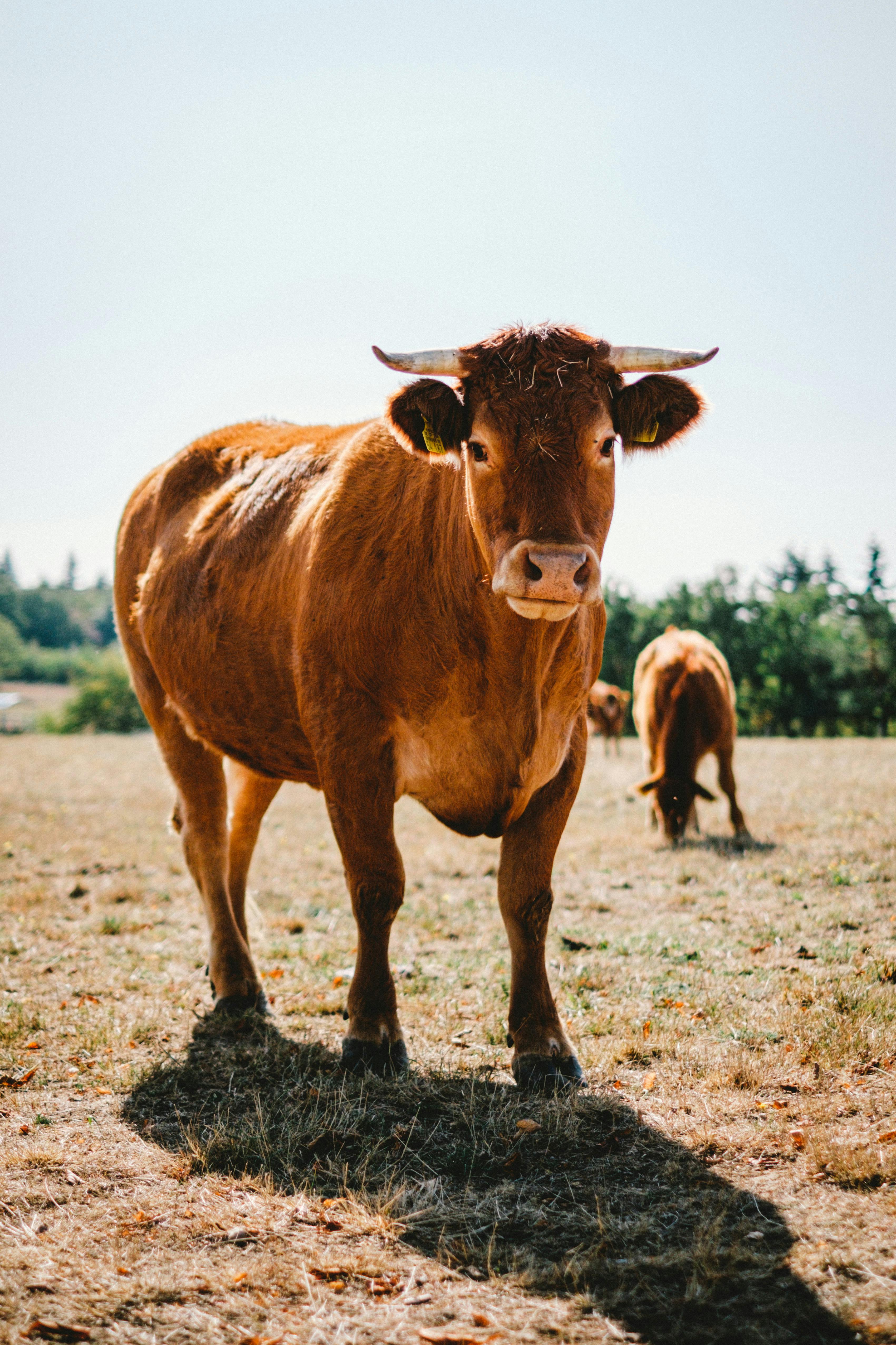 A Cow on a Grassy Field · Free Stock Photo