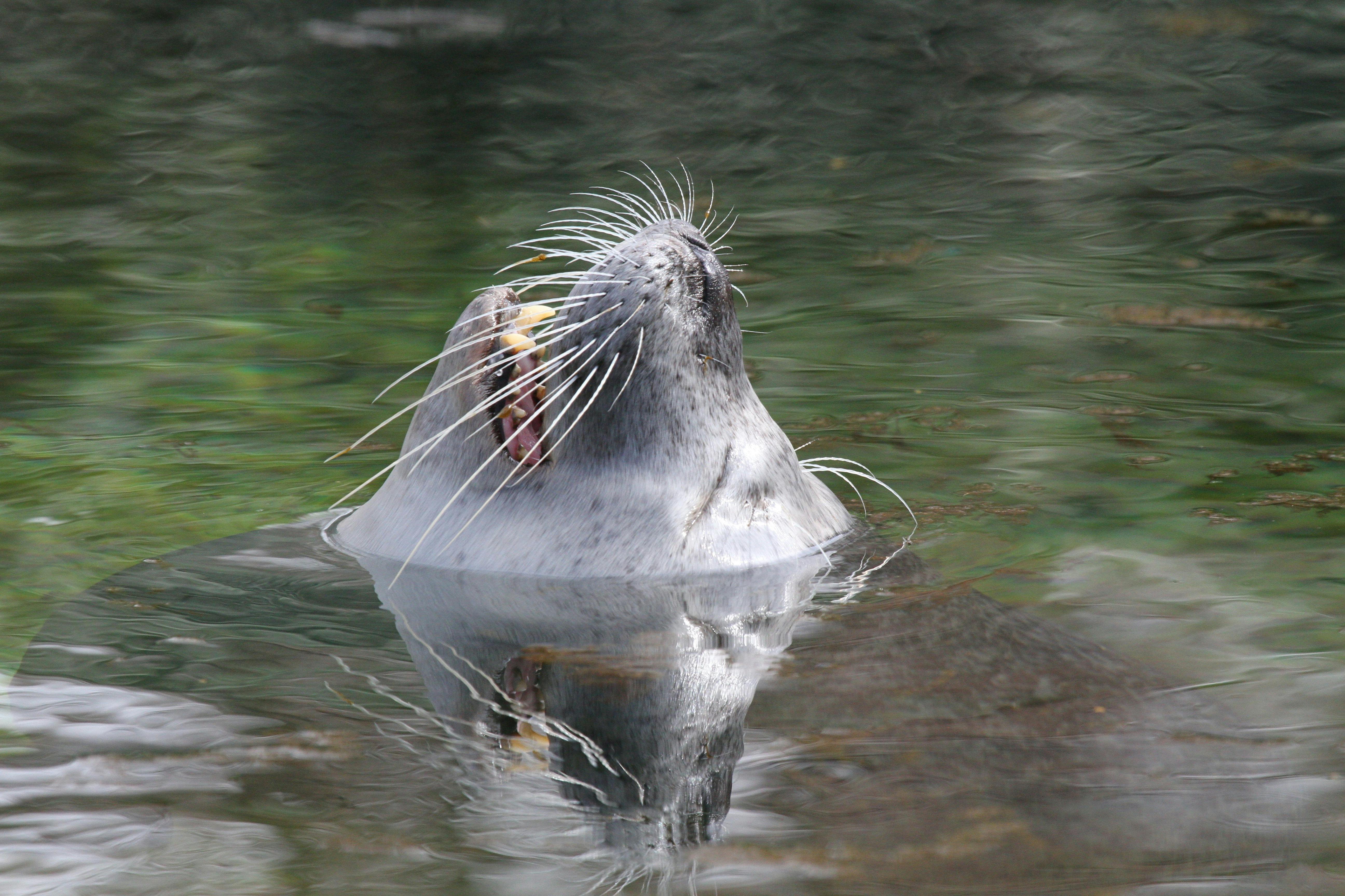 Sea Lion on Water · Free Stock Photo