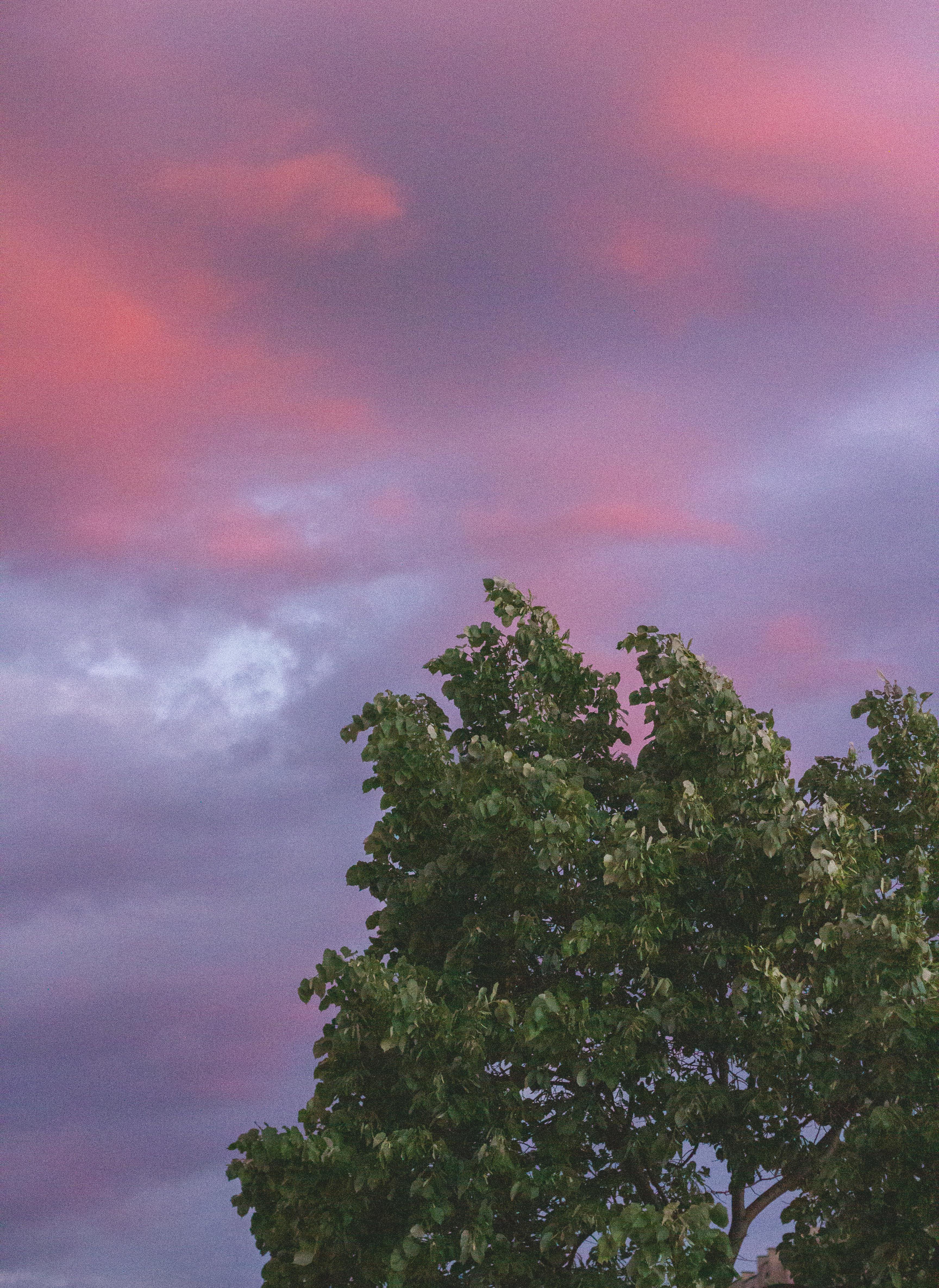A Tree under a Pink Sky · Free Stock Photo