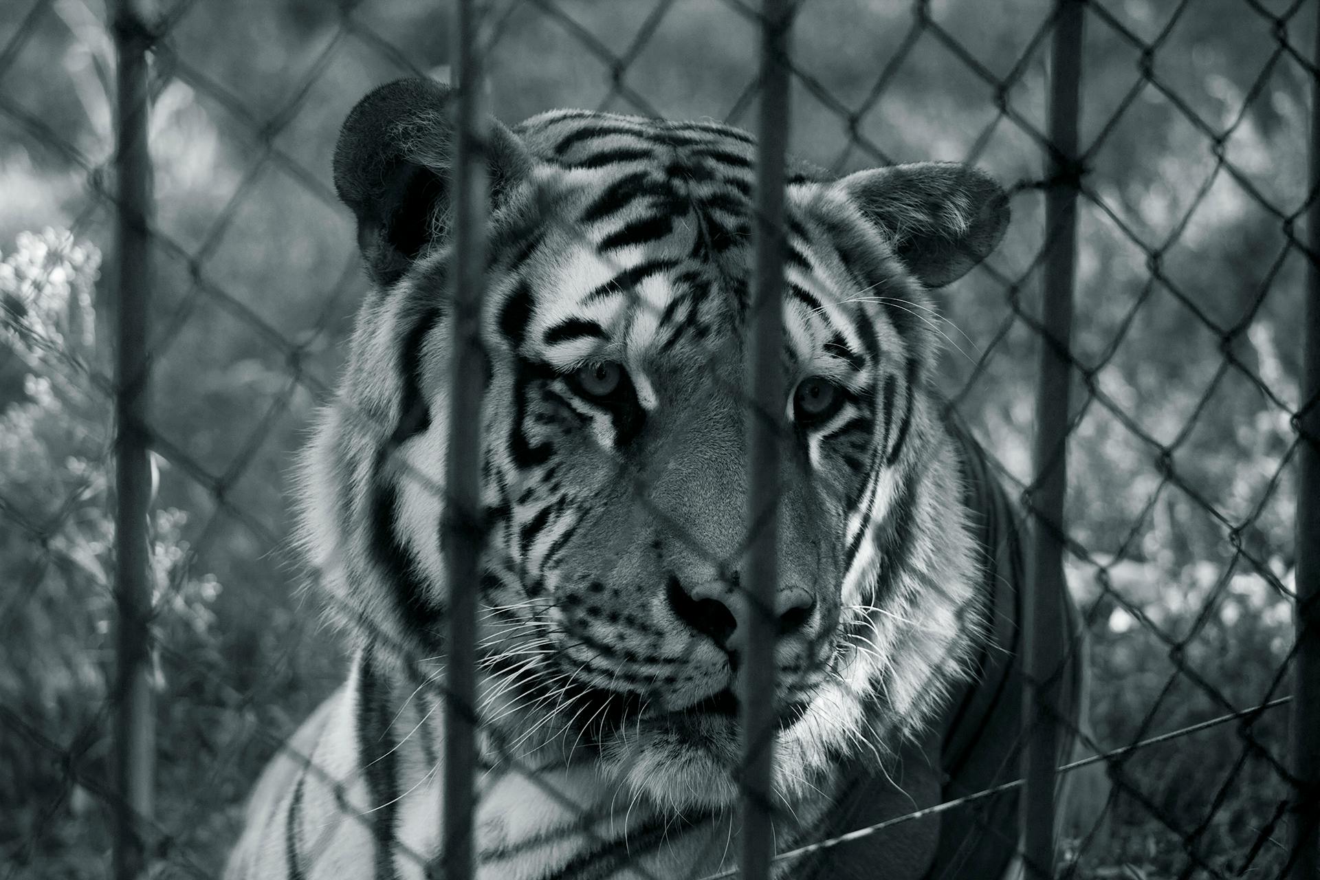 Free stock photo of freedom, wild, wild animal