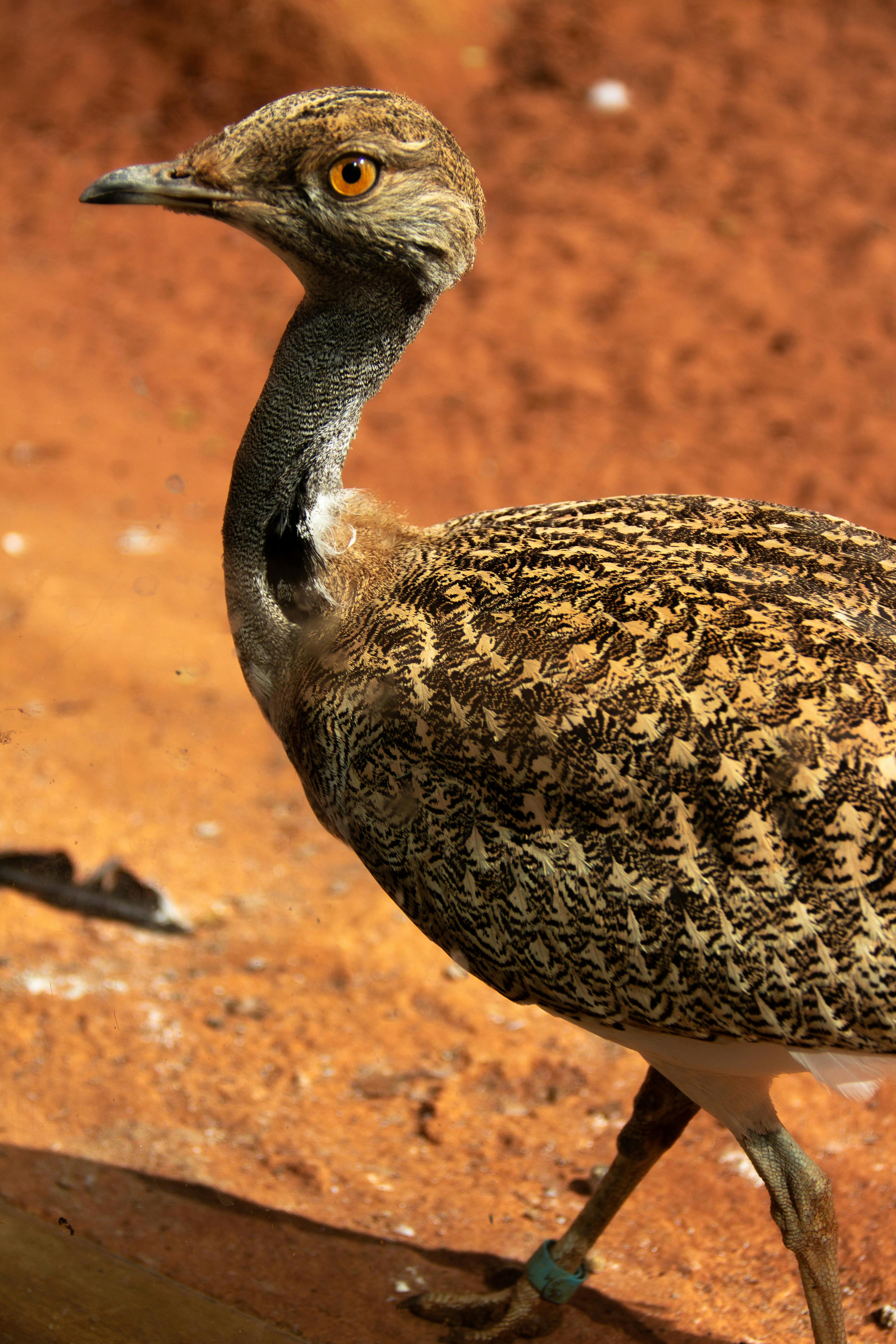 Close-Up Photograph of a Bustard Bird · Free Stock Photo