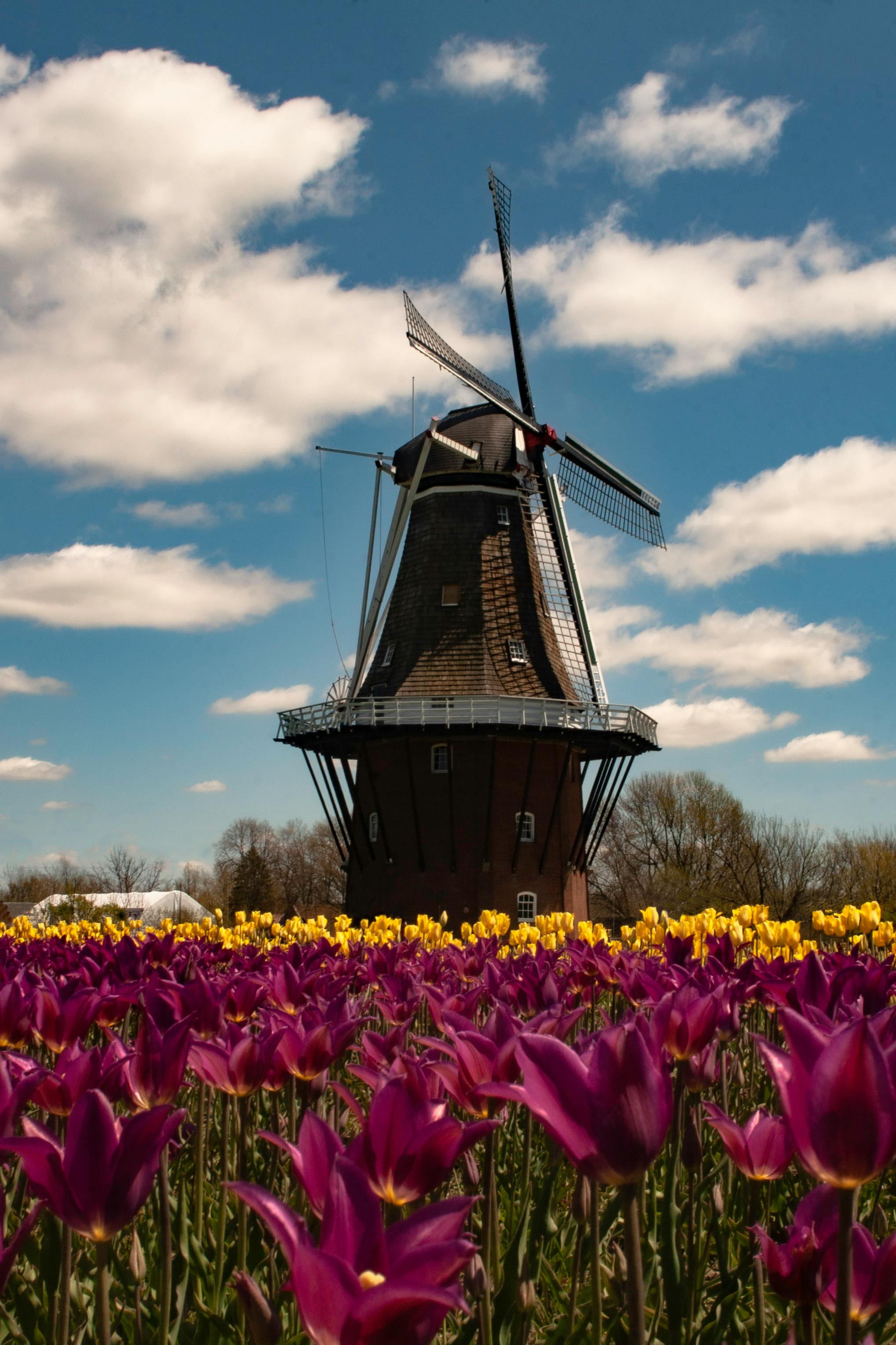 Photo of a Tulip Field with a Windmill · Free Stock Photo