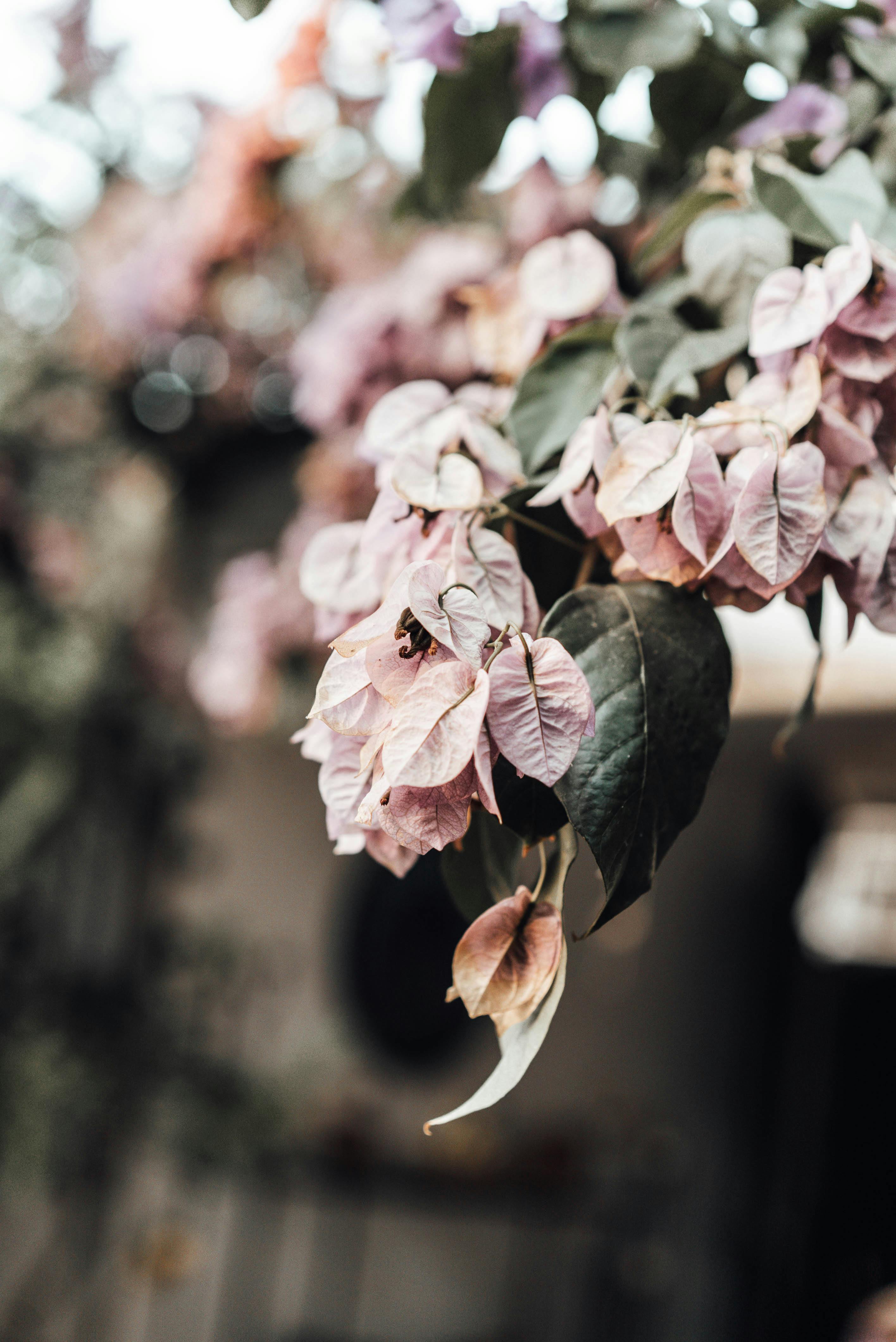 Blooming tree with pink petals in lush garden · Free Stock Photo