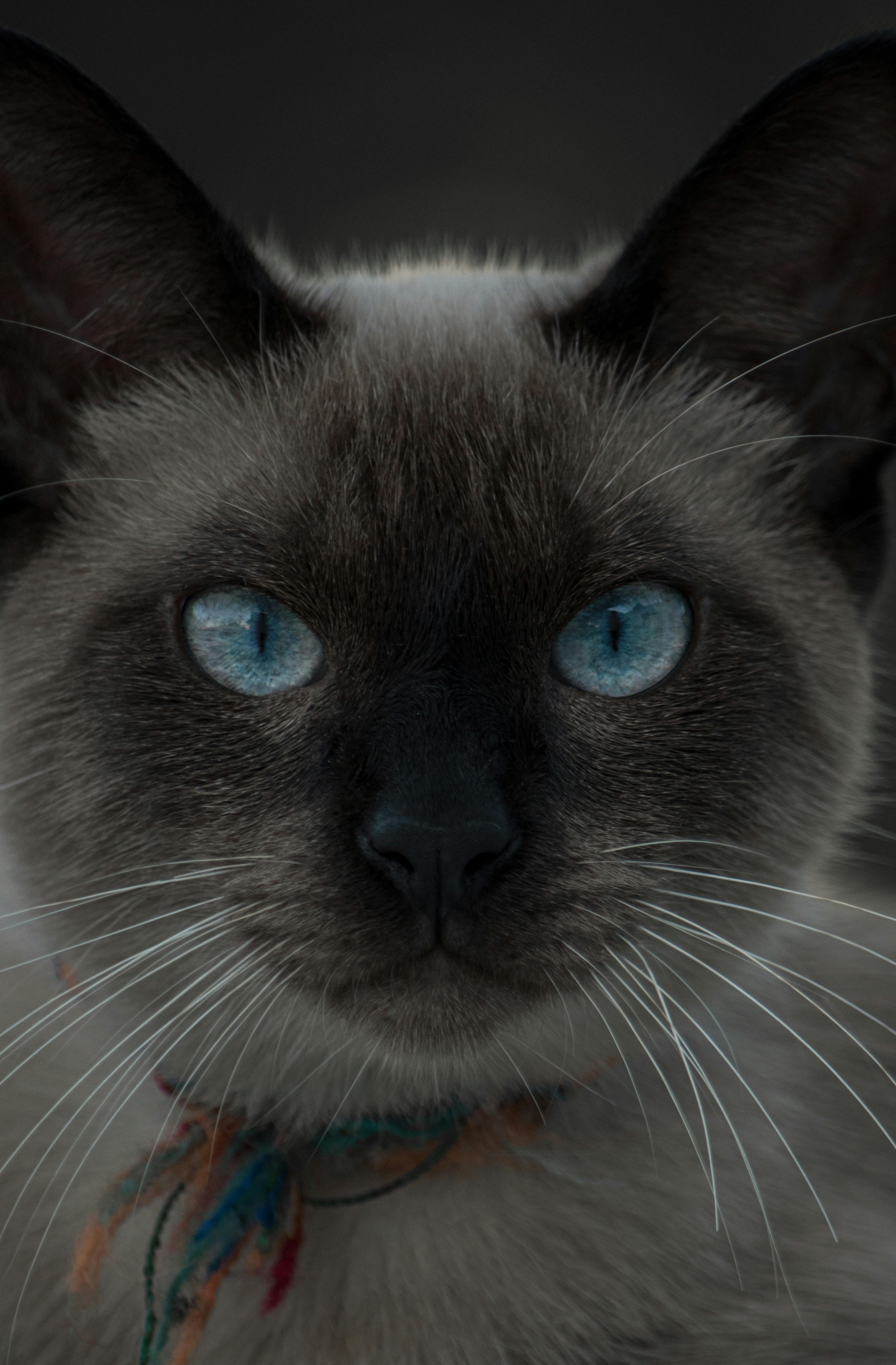 Siamese Color Photos, Download The BEST Free Siamese Color Stock Photos ...