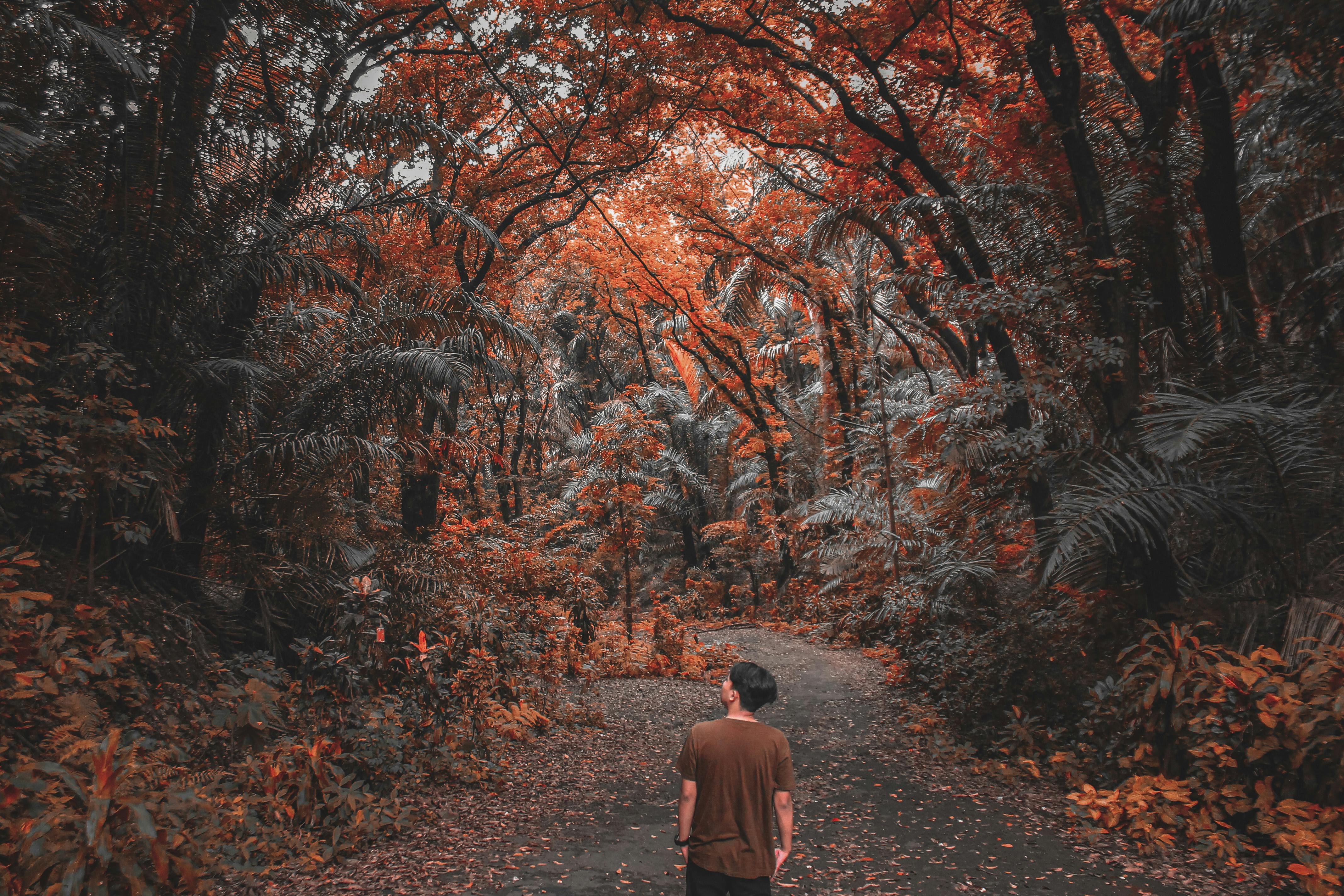 Man Walking on a Path in an Autumnal Forest · Free Stock Photo
