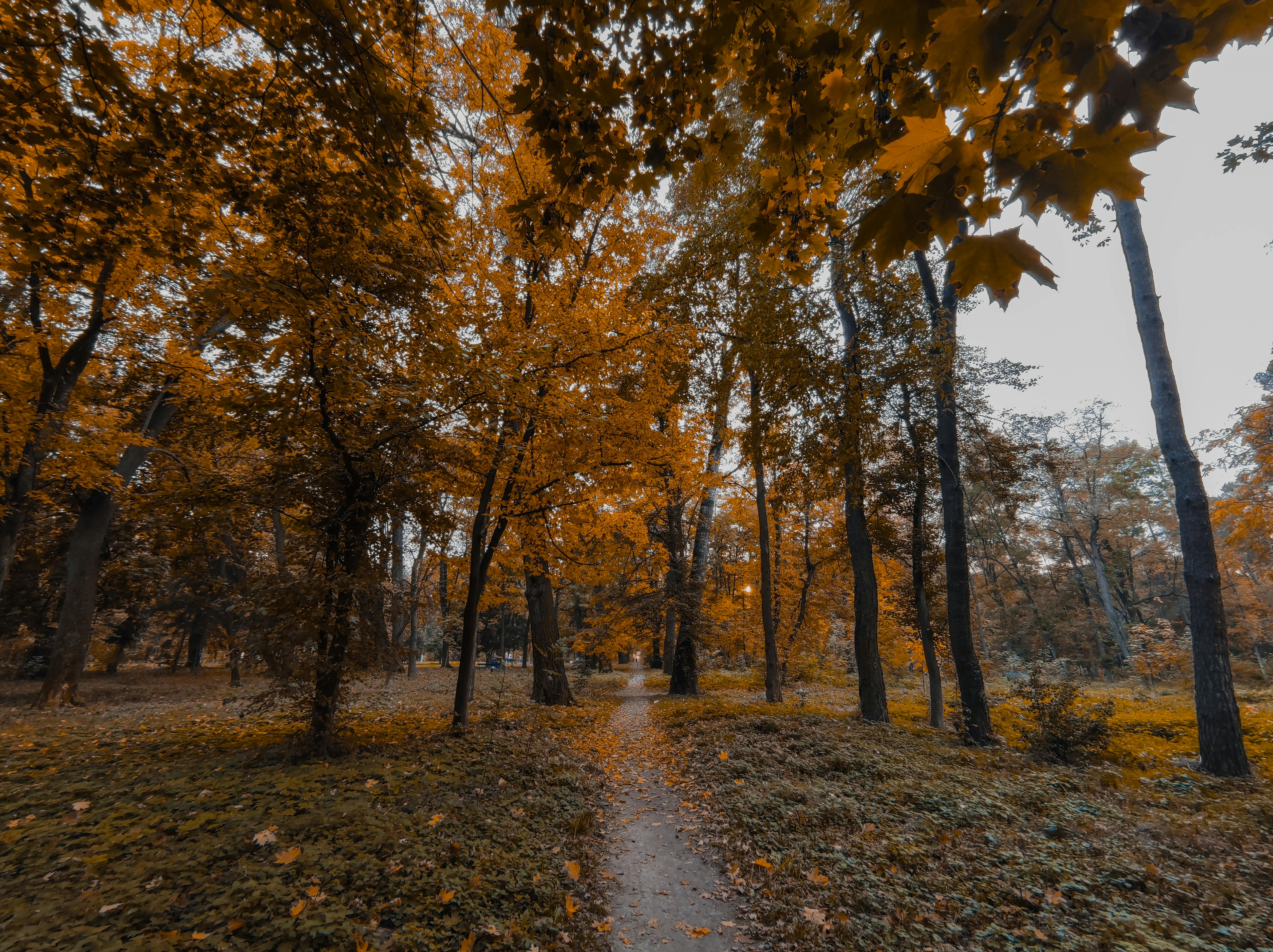 A Path Between Trees with Orange Leaves · Free Stock Photo