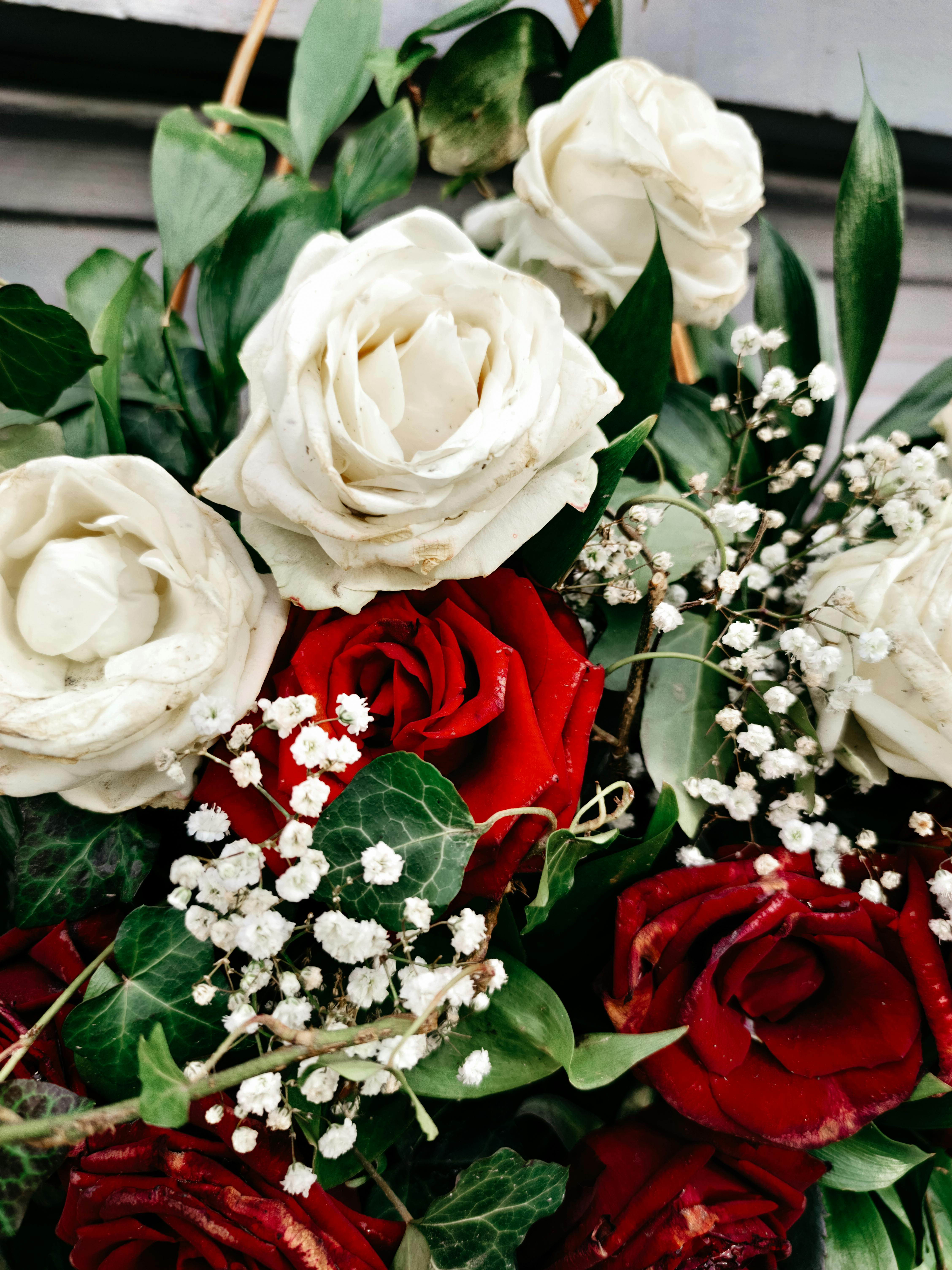 White and Red Roses · Free Stock Photo