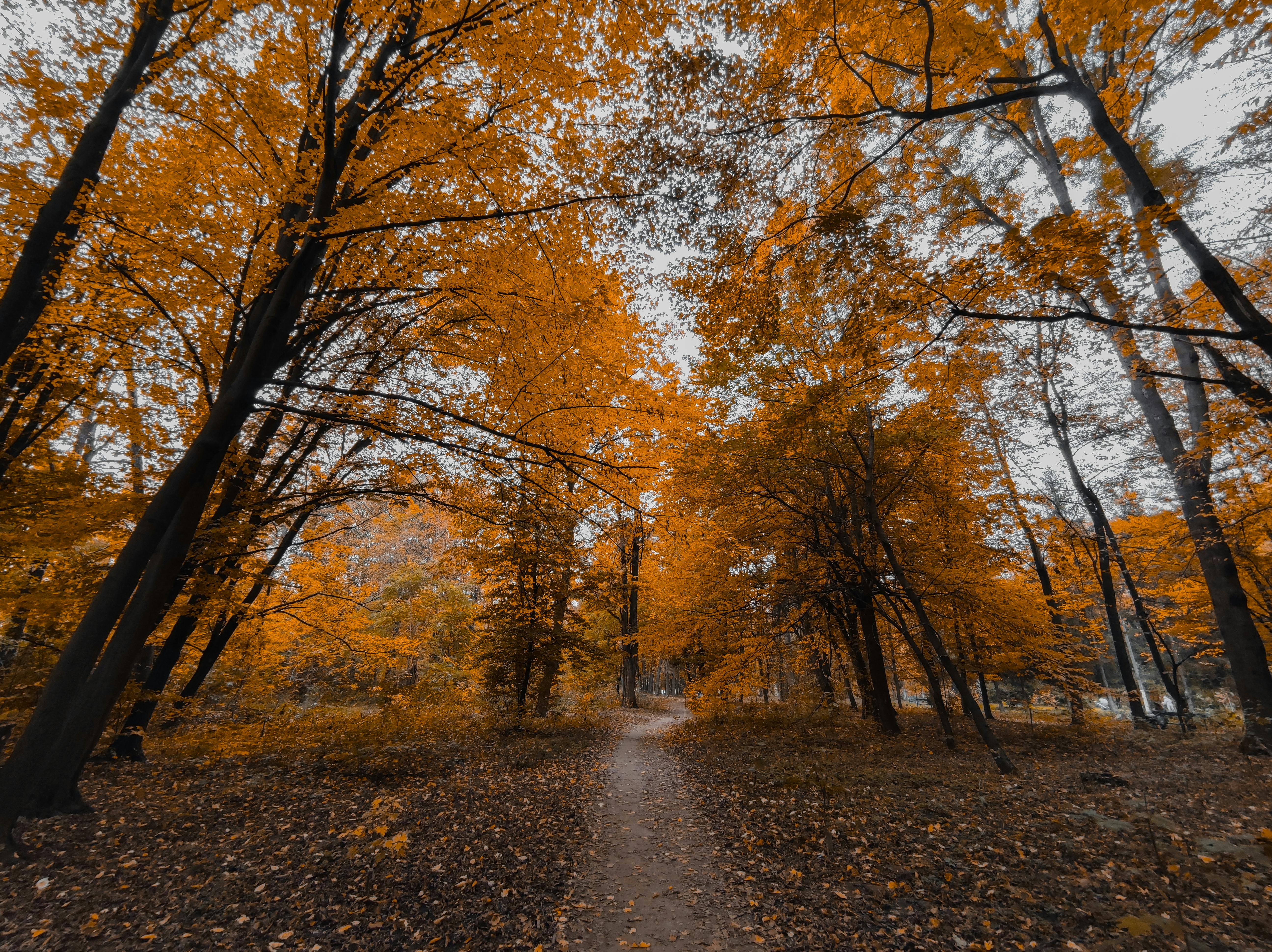 Unpaved Path in Between Trees · Free Stock Photo