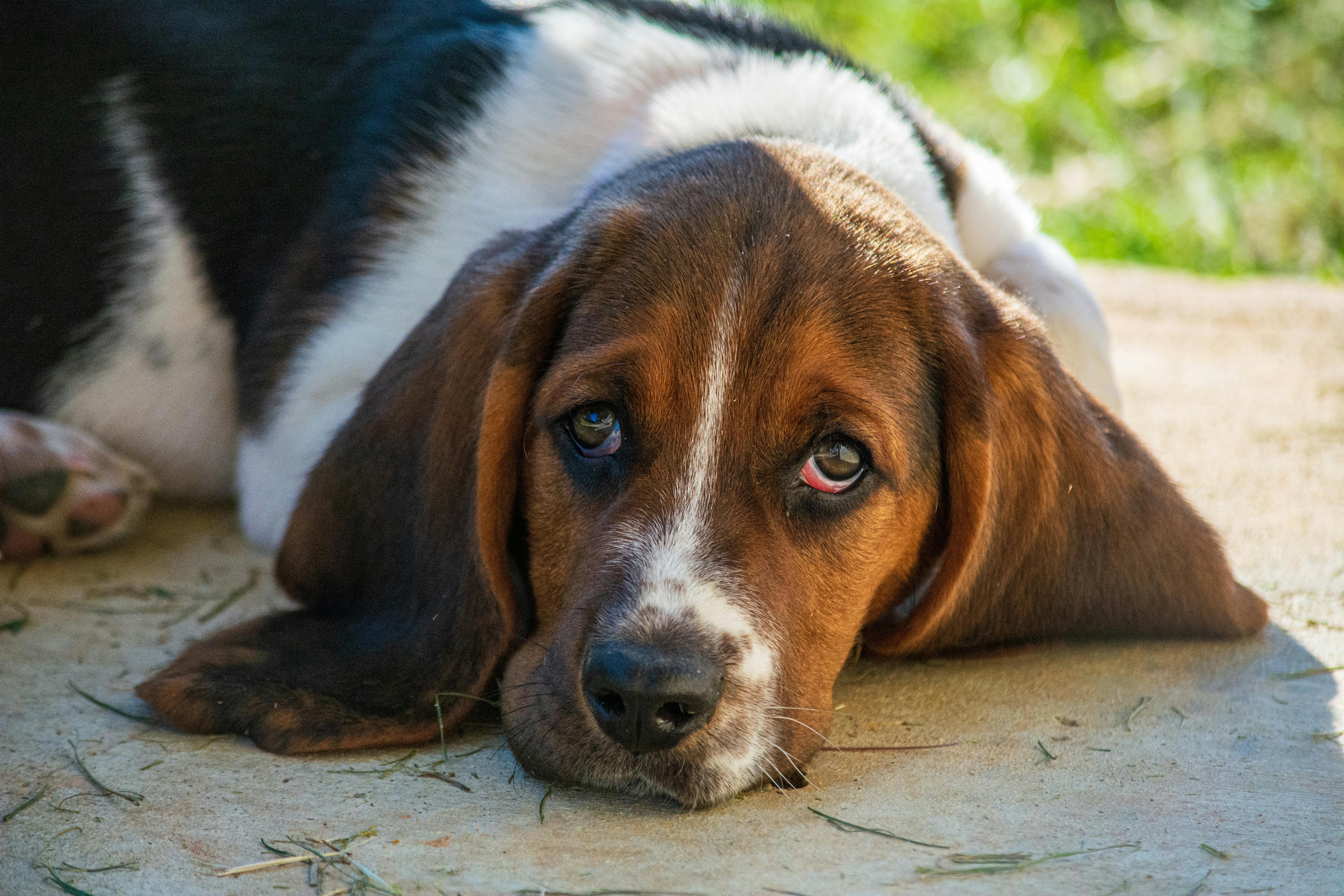 Close-Up Shot of a Dog · Free Stock Photo