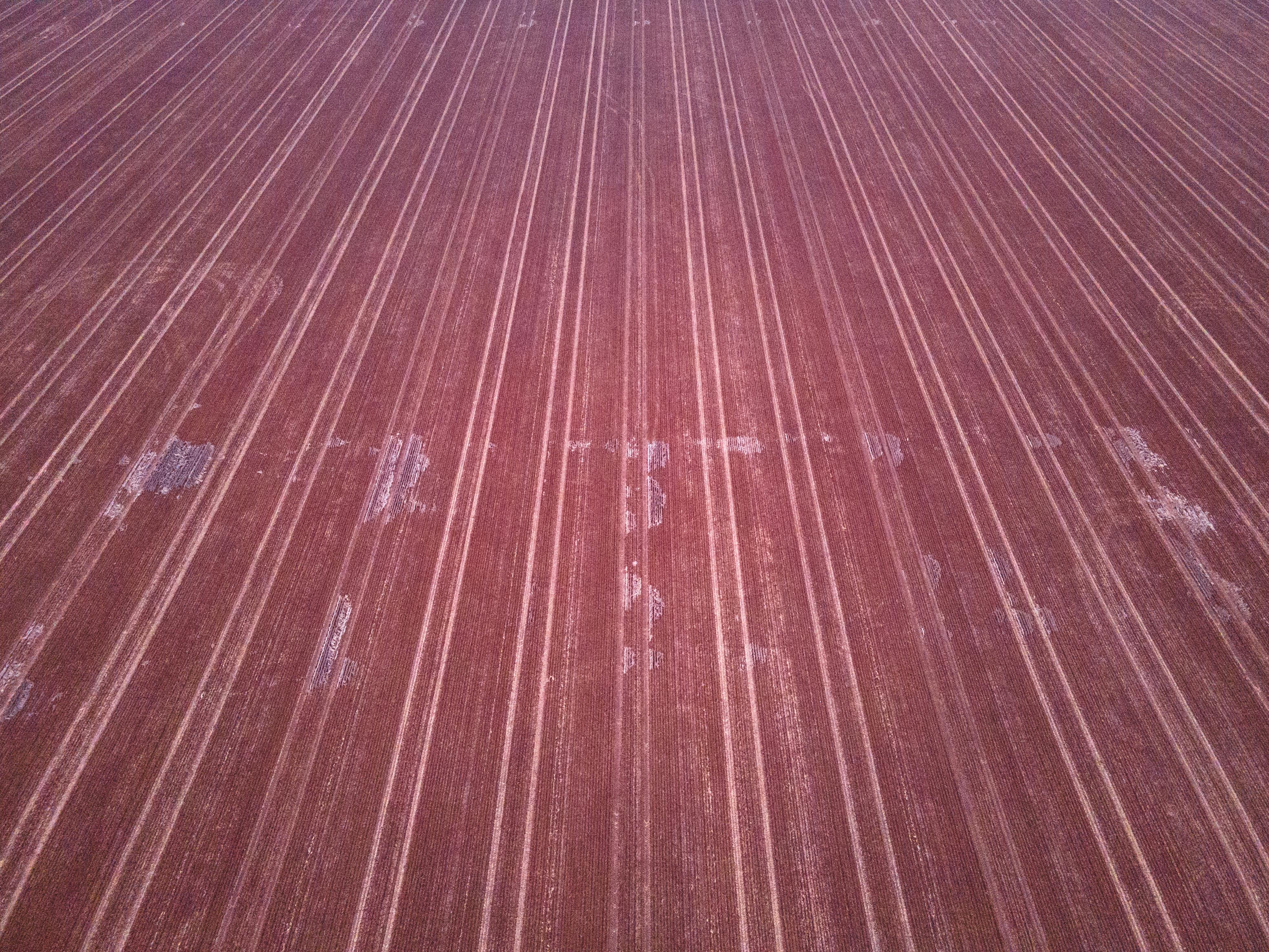 Aerial View of Pink Field · Free Stock Photo