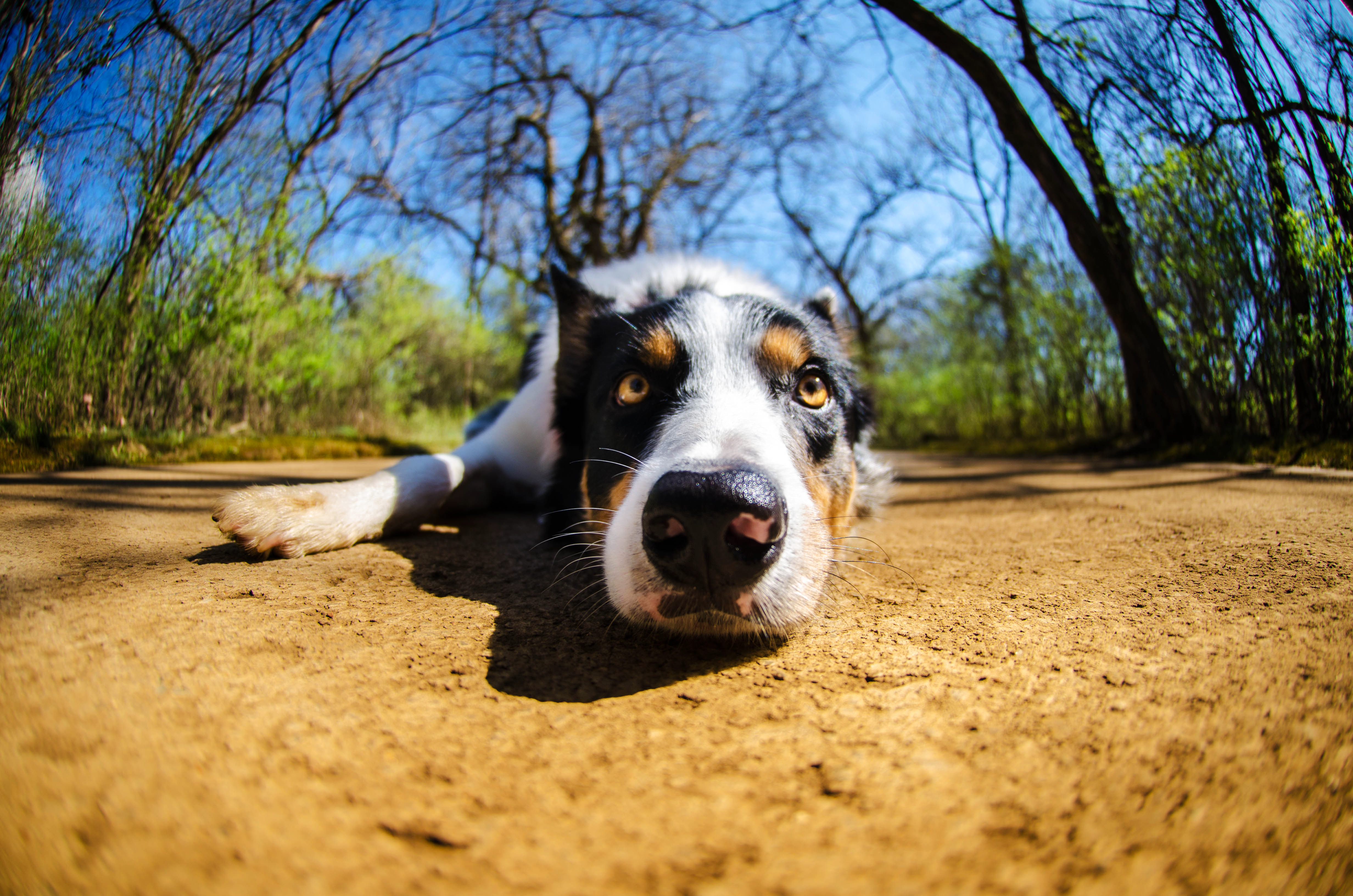 A Wide Angle Shot of a Dog Lying on the Ground · Free Stock Photo