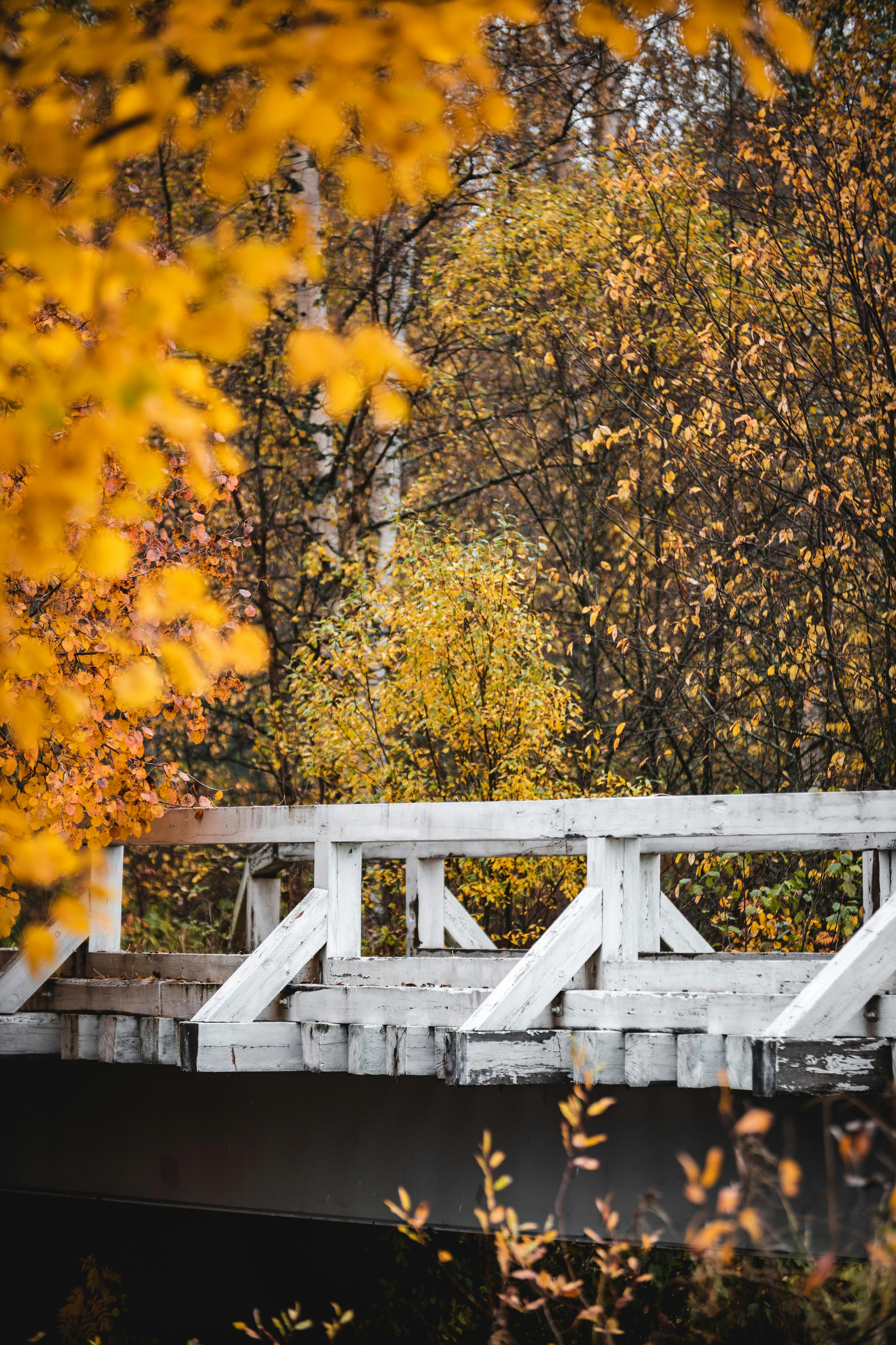 Yellow Leaved Trees Near Wooden Bridge · Free Stock Photo