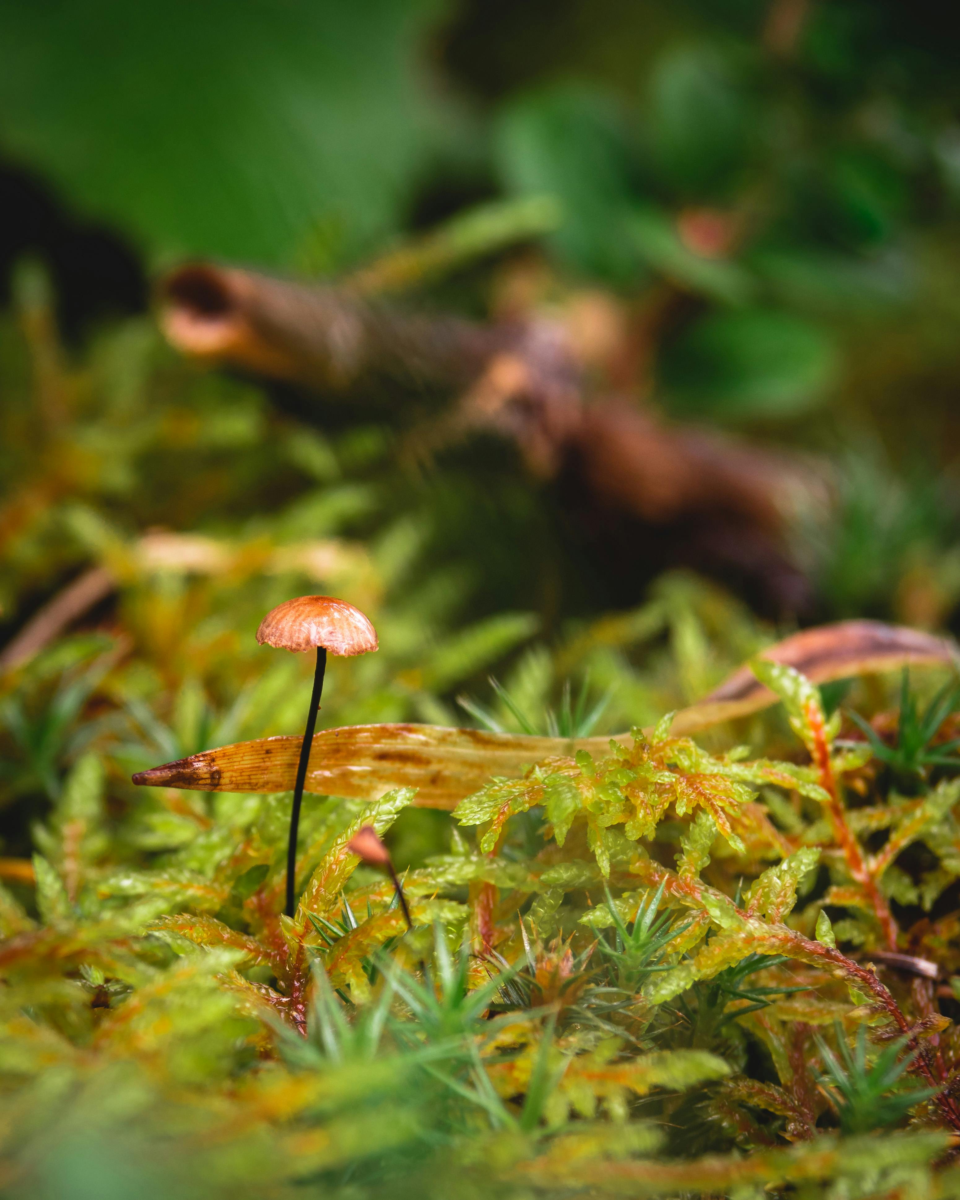 Plant Fungi Photos, Download The BEST Free Plant Fungi Stock Photos ...