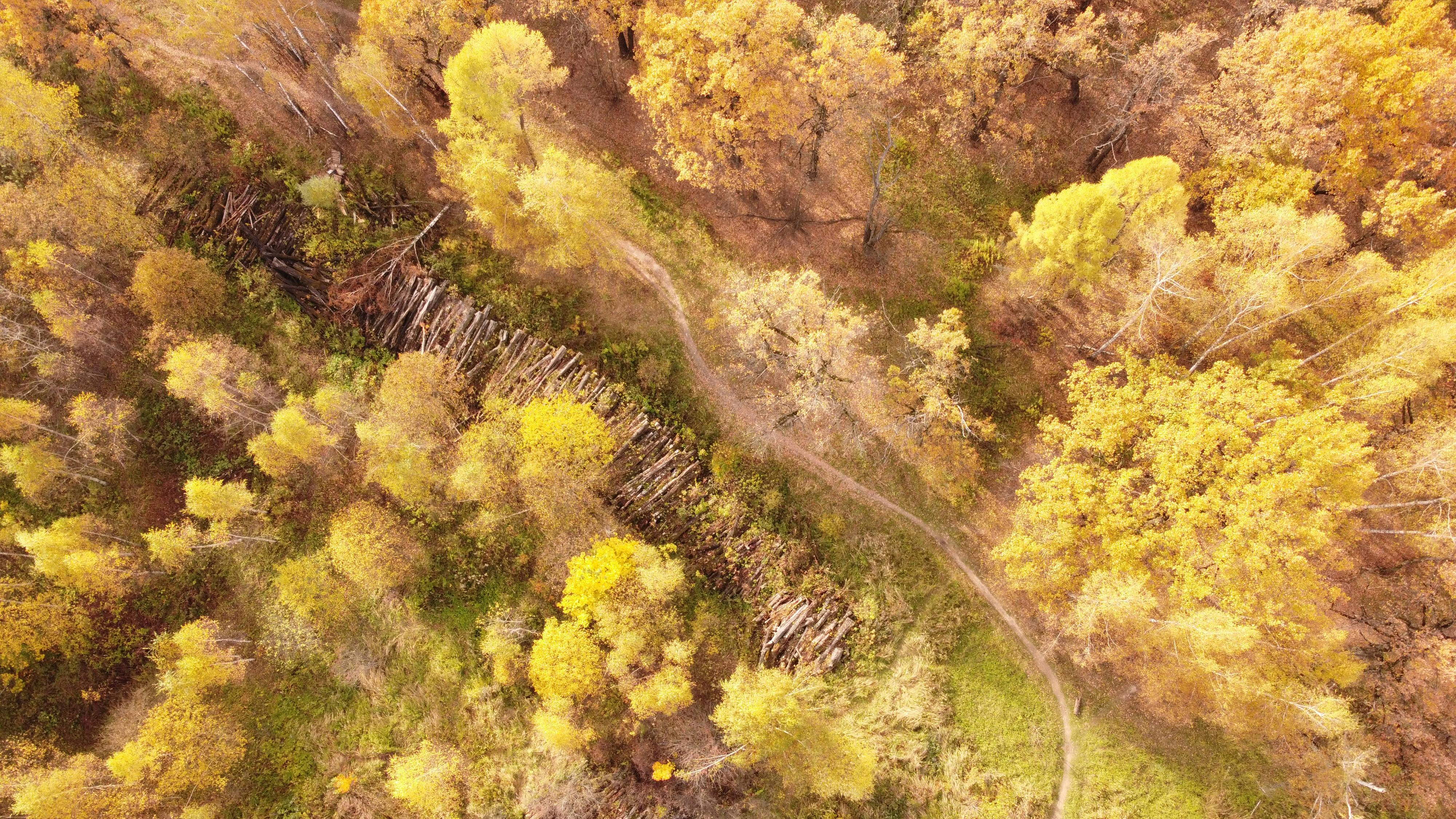 Aerial Shot of Forest · Free Stock Photo