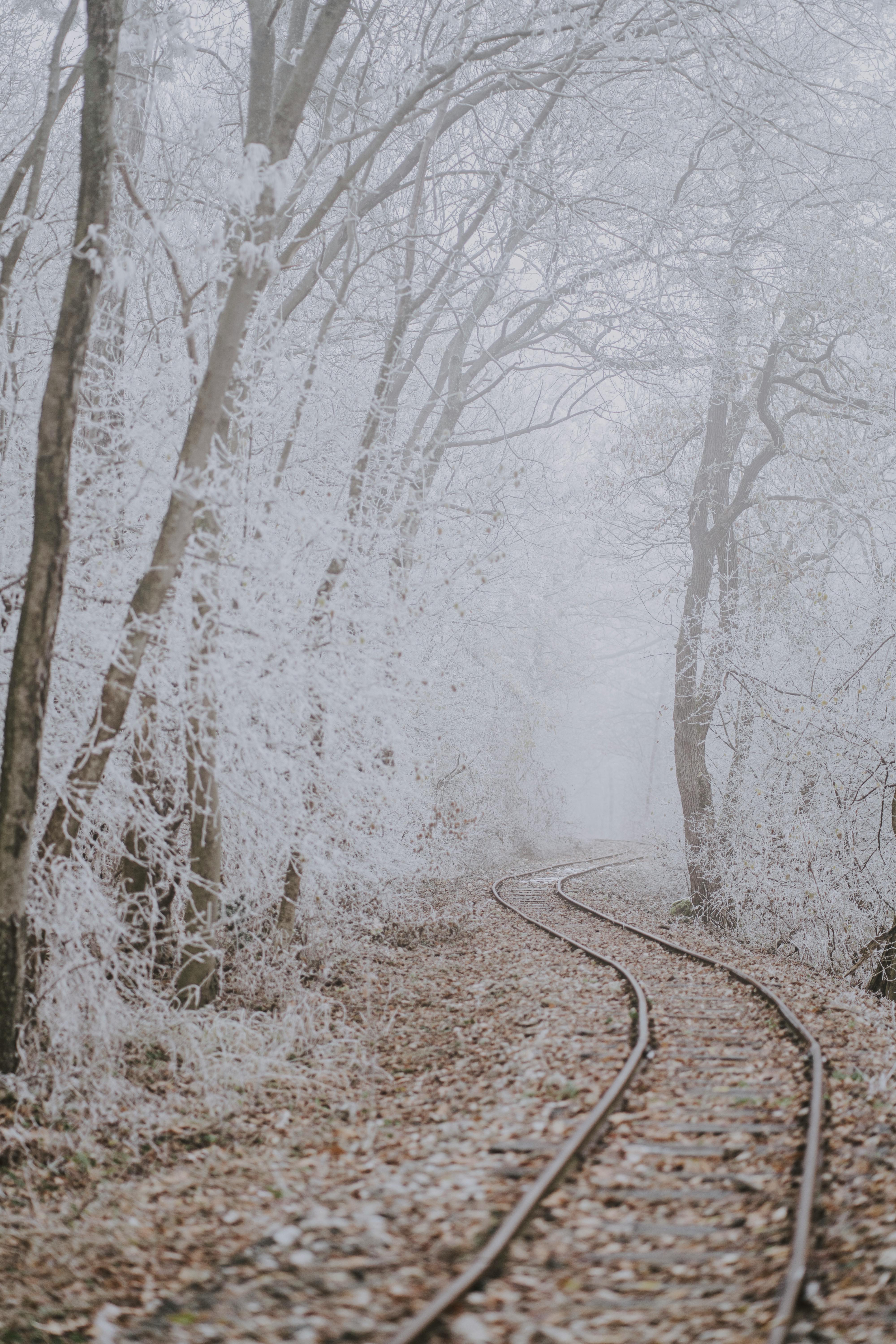 Gray Scale Photo of Trees on Snow · Free Stock Photo