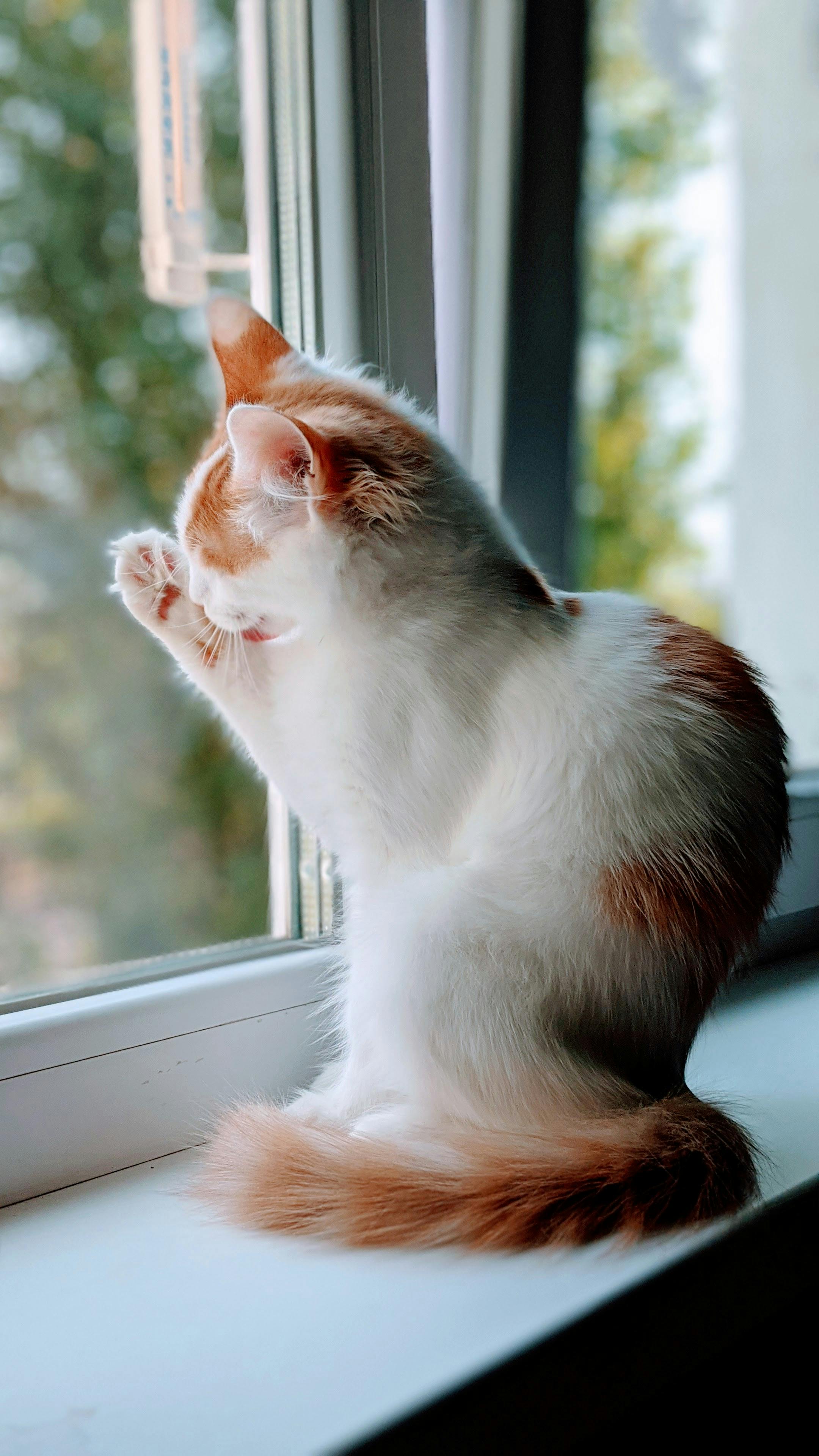 A Cute Cat Near the Window · Free Stock Photo