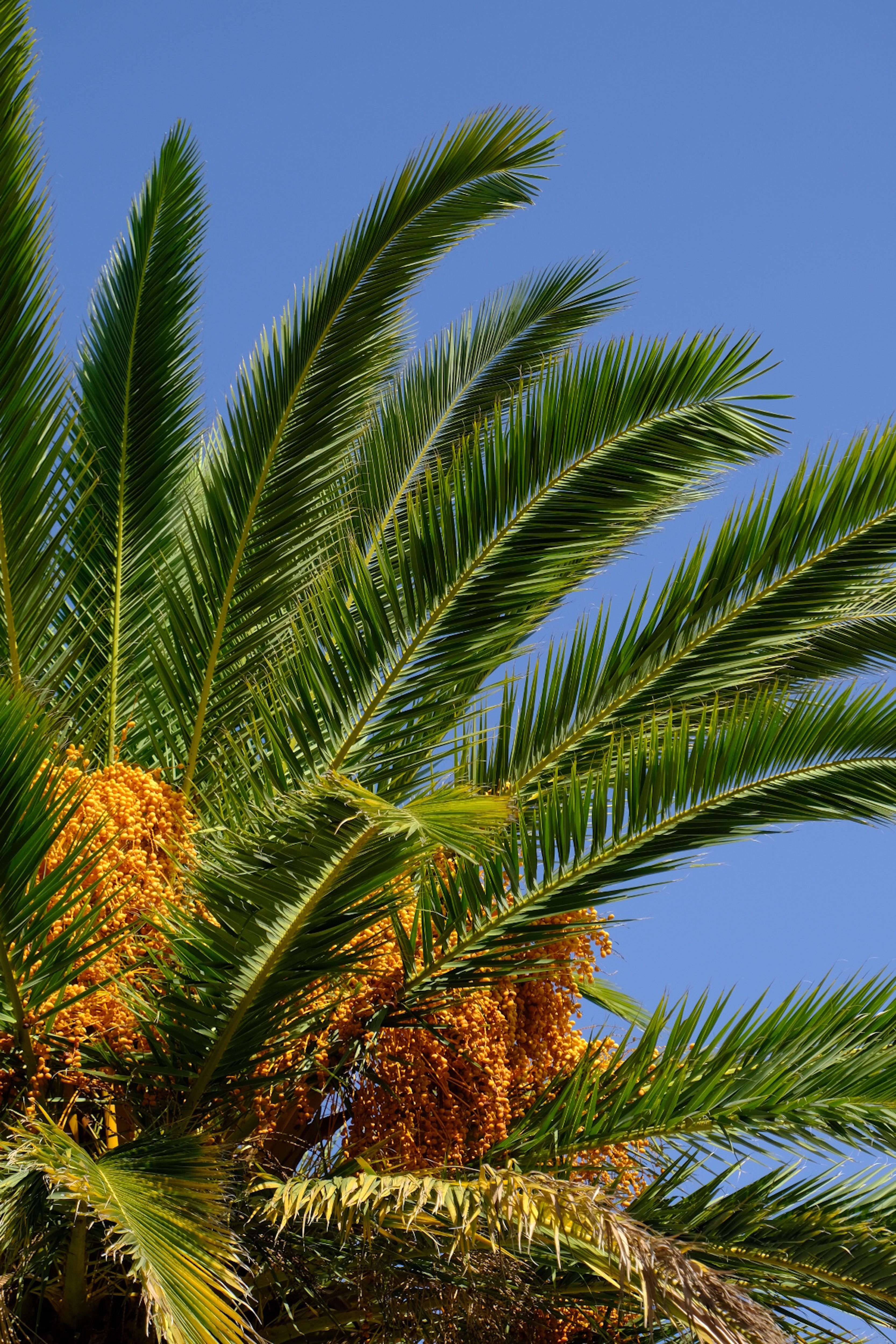 Photo Of Green Palm Tree · Free Stock Photo