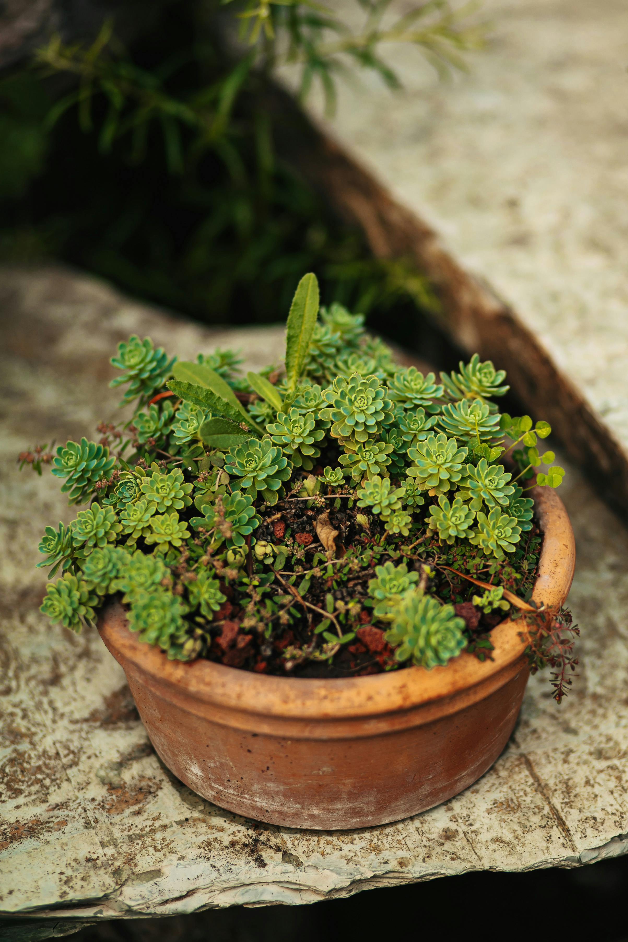 Sedum Plant in a Pot · Free Stock Photo