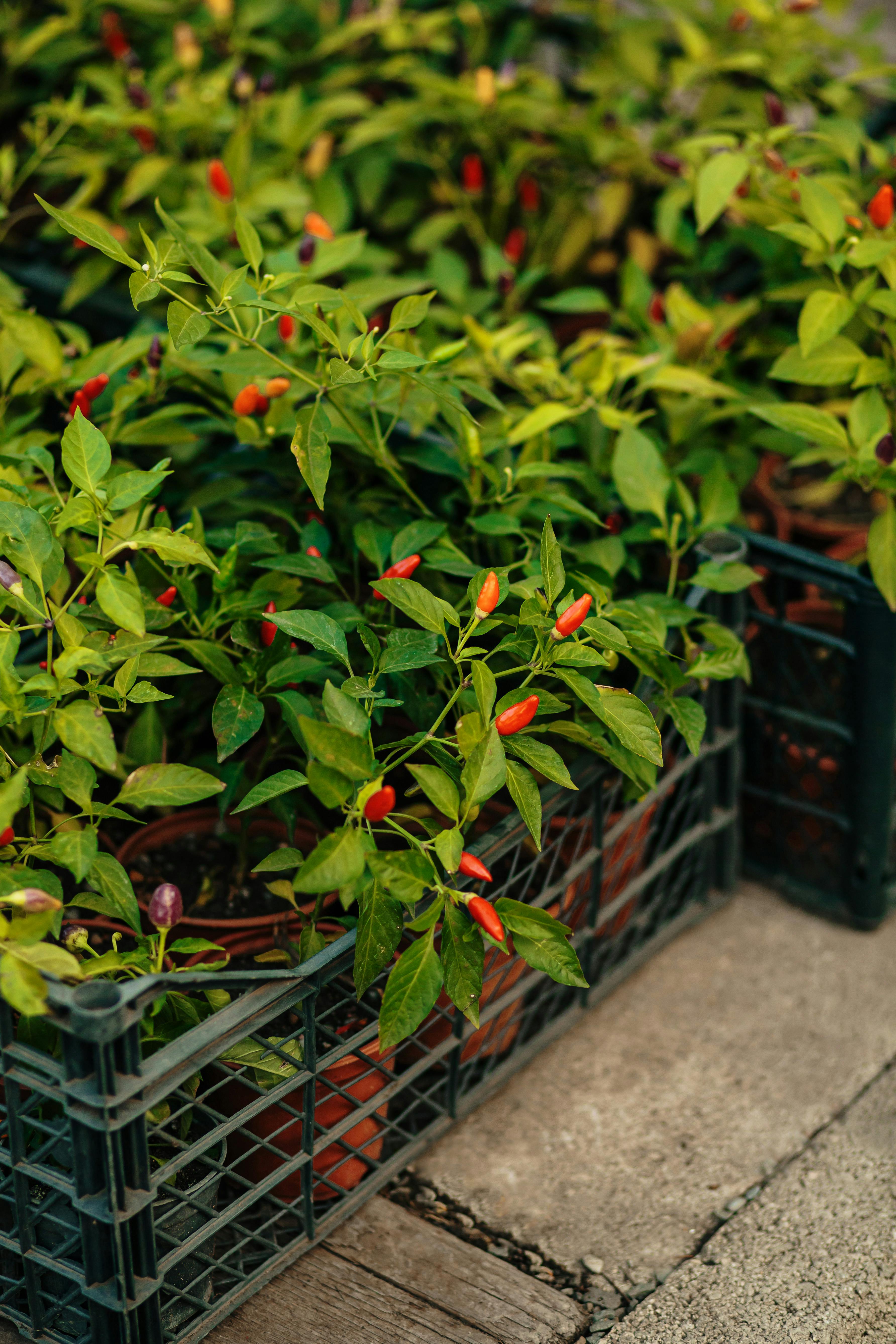 Chili Plants in Crates · Free Stock Photo