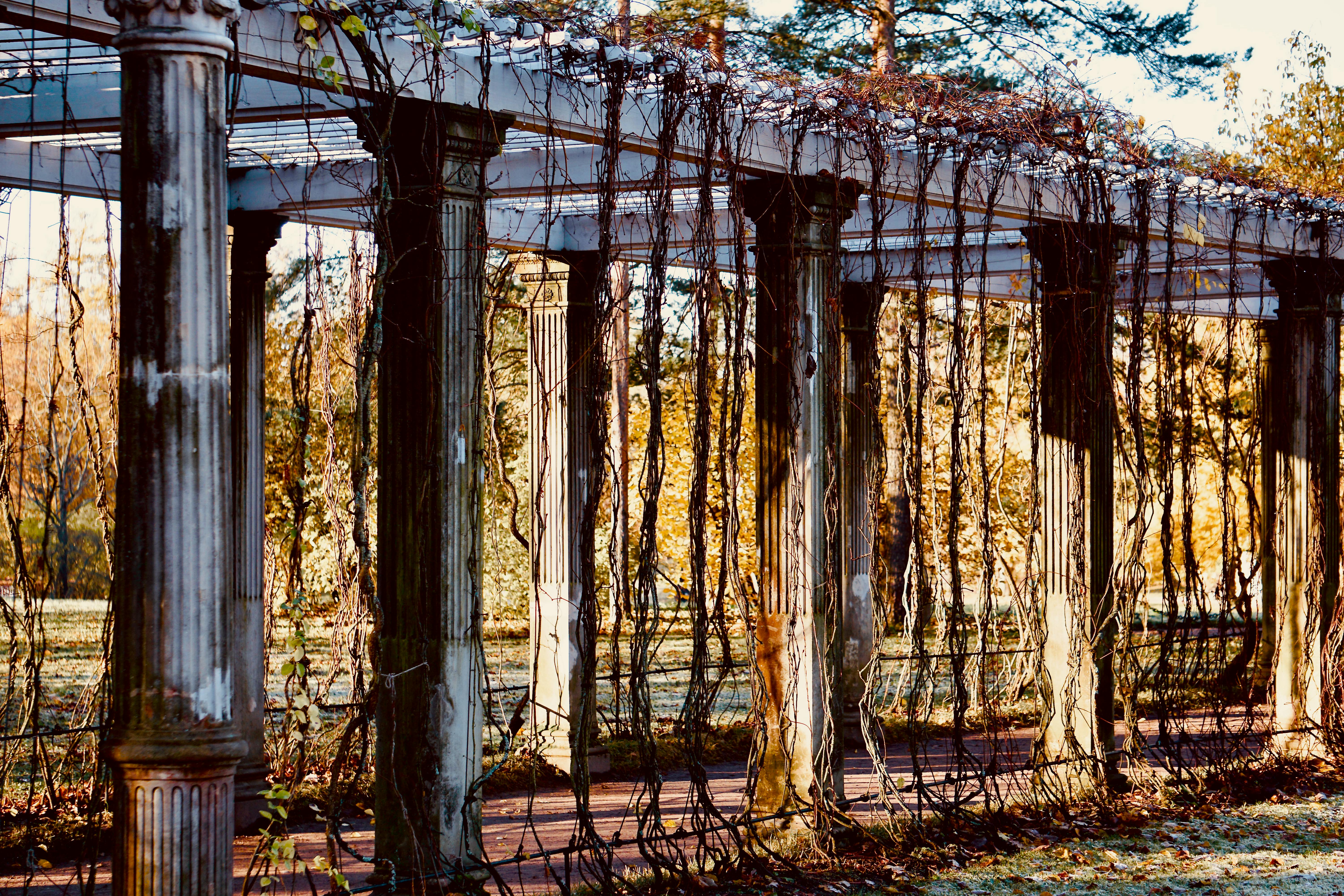 20+ Best Labyrinth Photos · 100% Free Download · Pexels Stock Photos