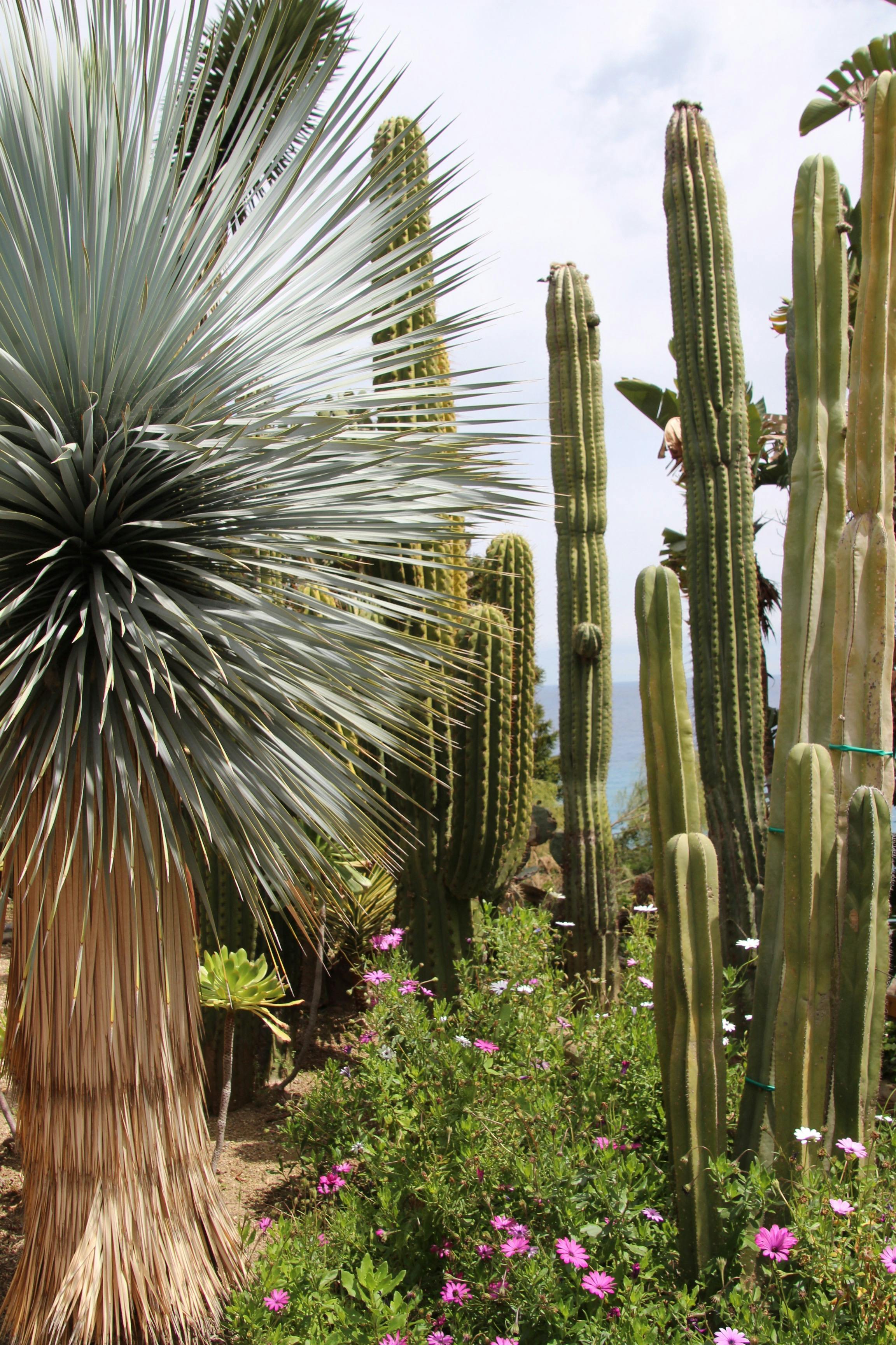 Photo of Cacti · Free Stock Photo