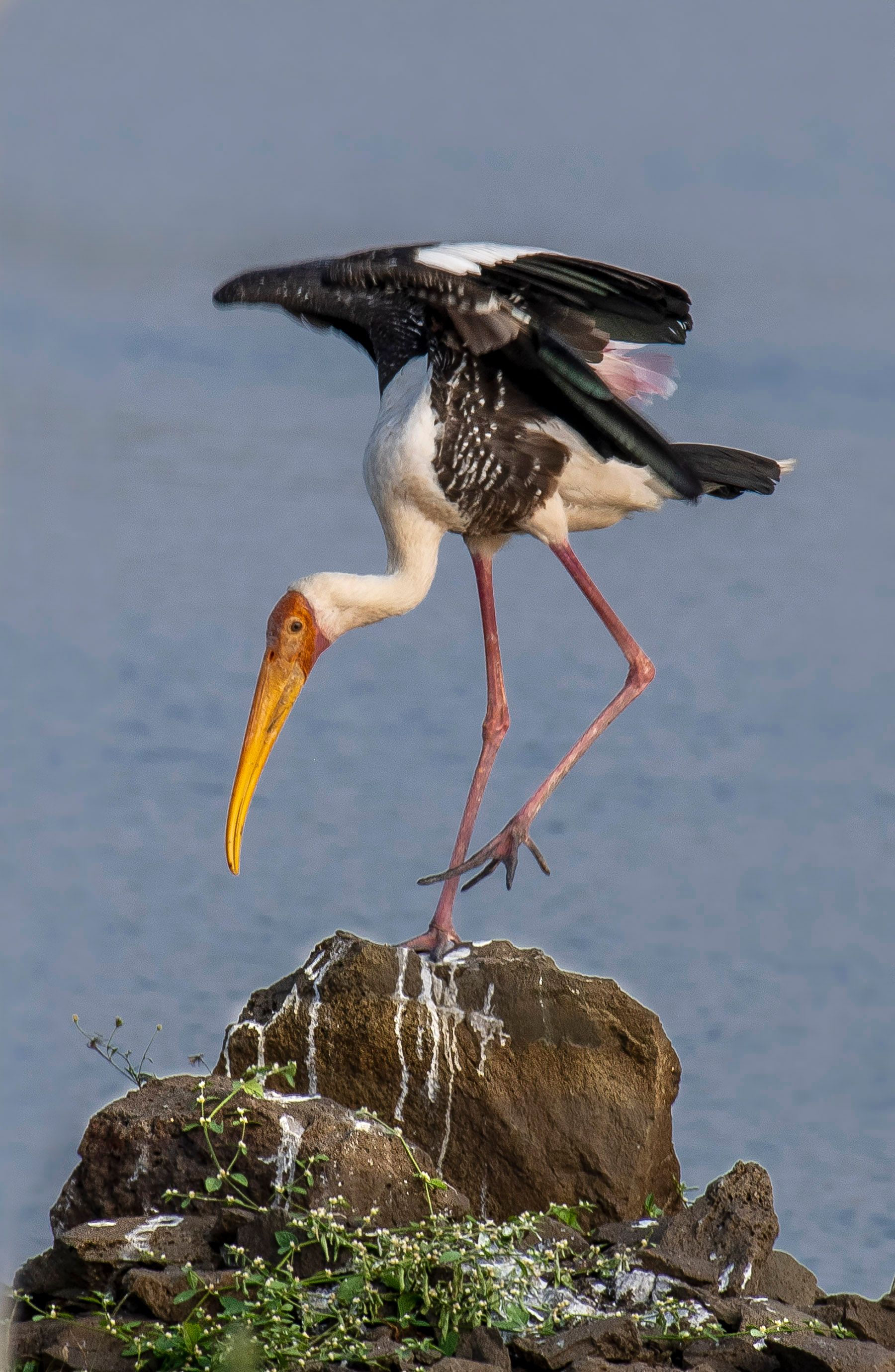 Wild stork standing on stone against sea · Free Stock Photo