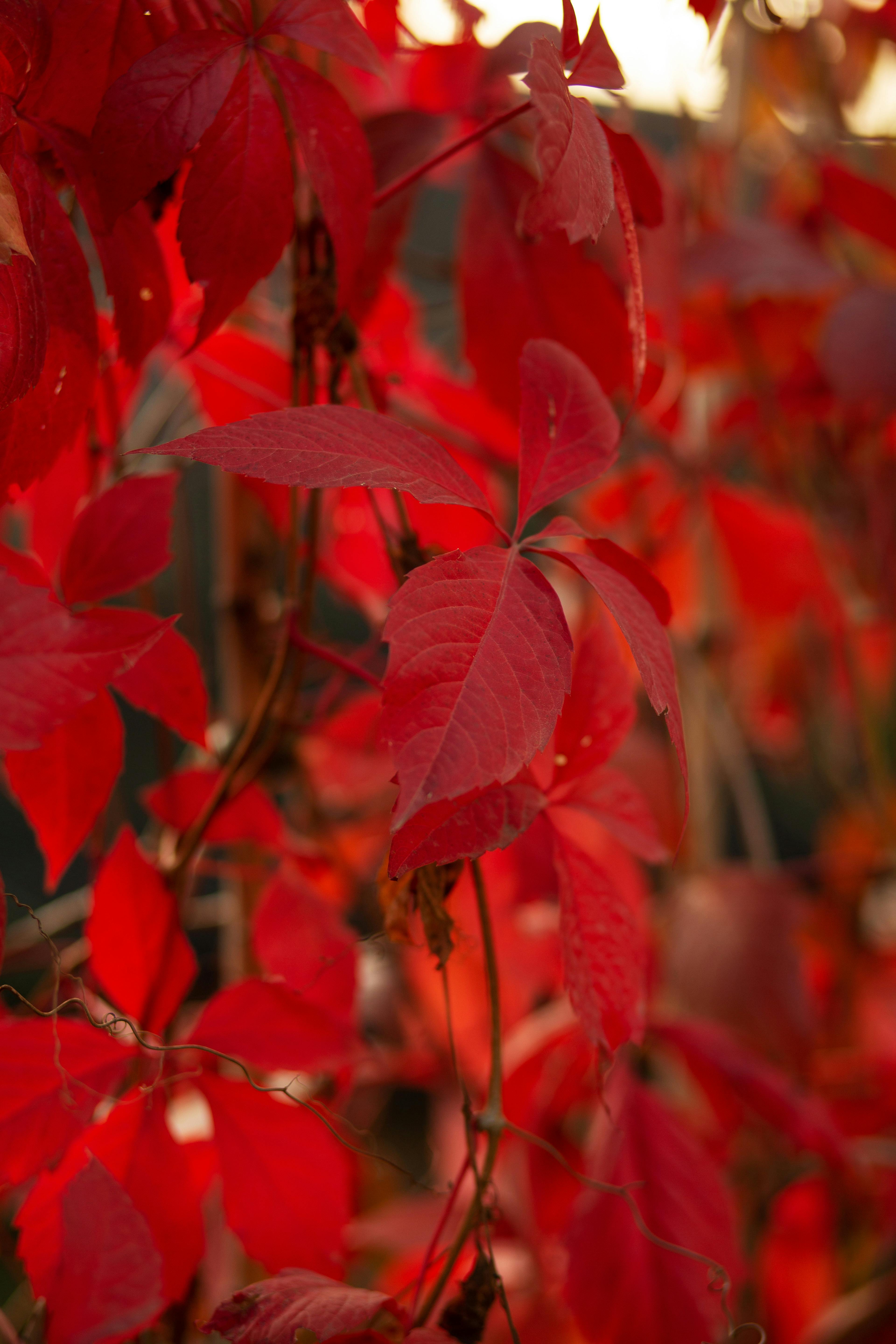 68,479+ Best Free Red leaves Stock Photos & Images · 100% Royalty-Free ...