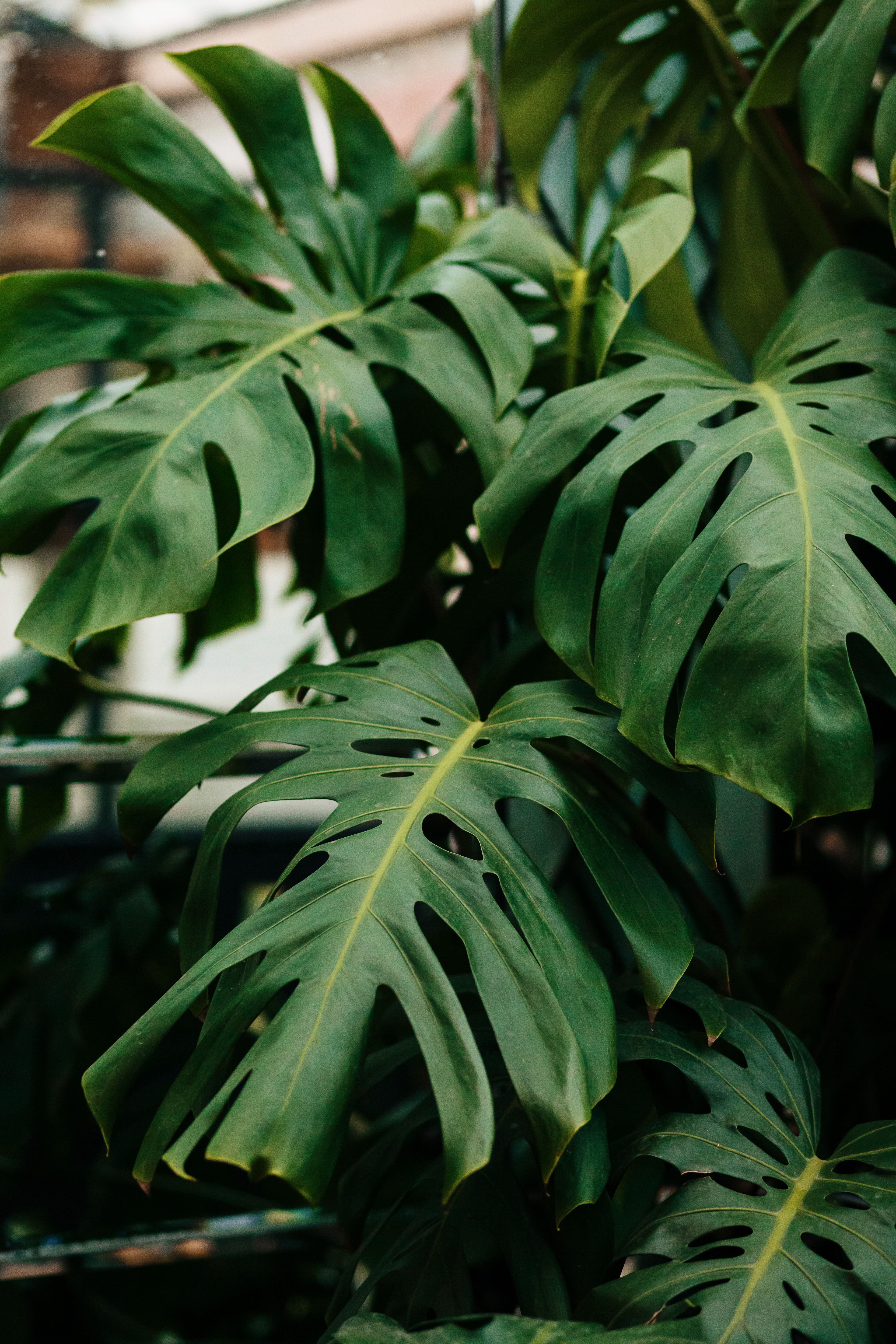 Close-Up Photo of Monstera Plant · Free Stock Photo