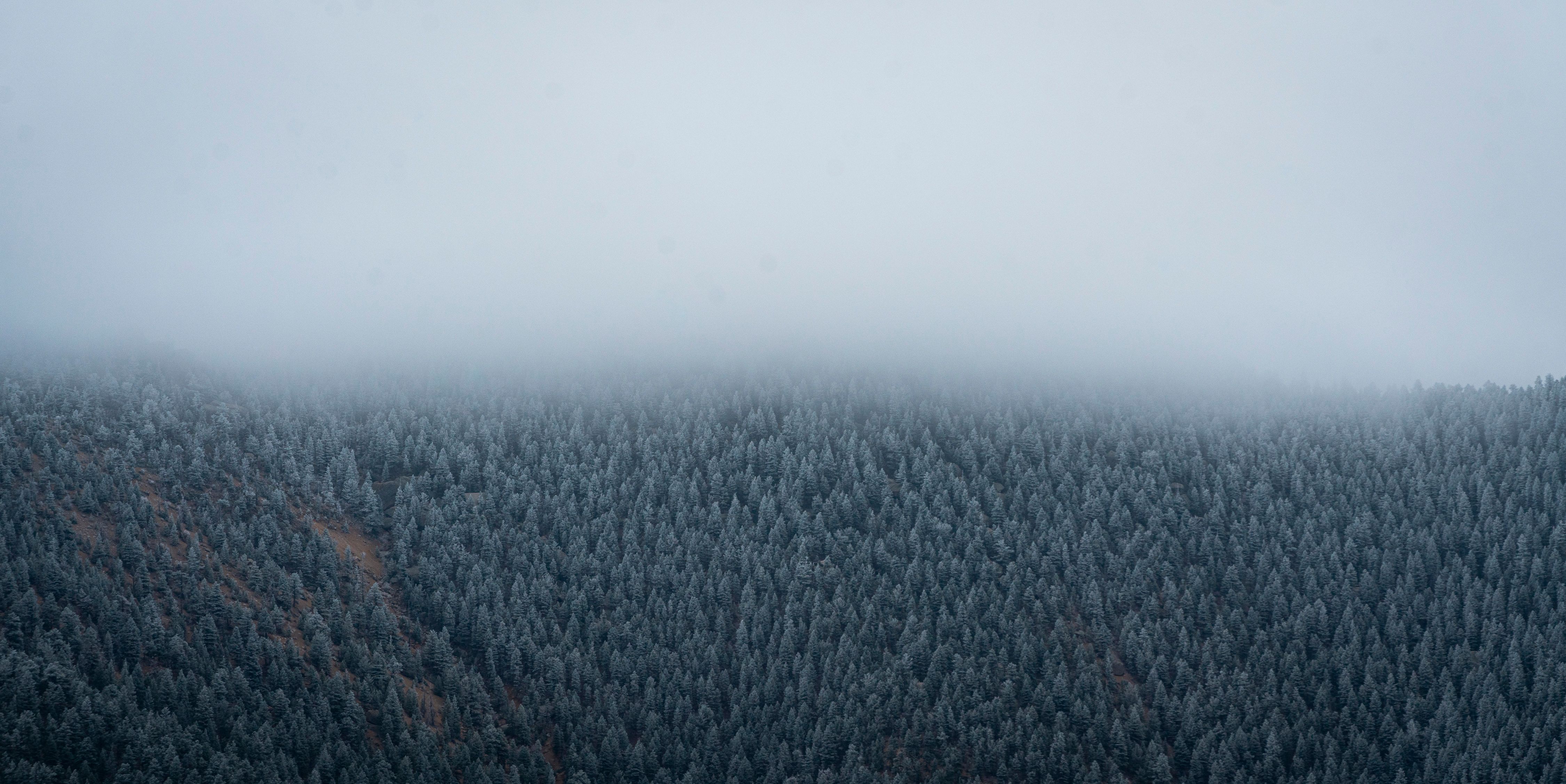 Tall Brown Trees · Free Stock Photo
