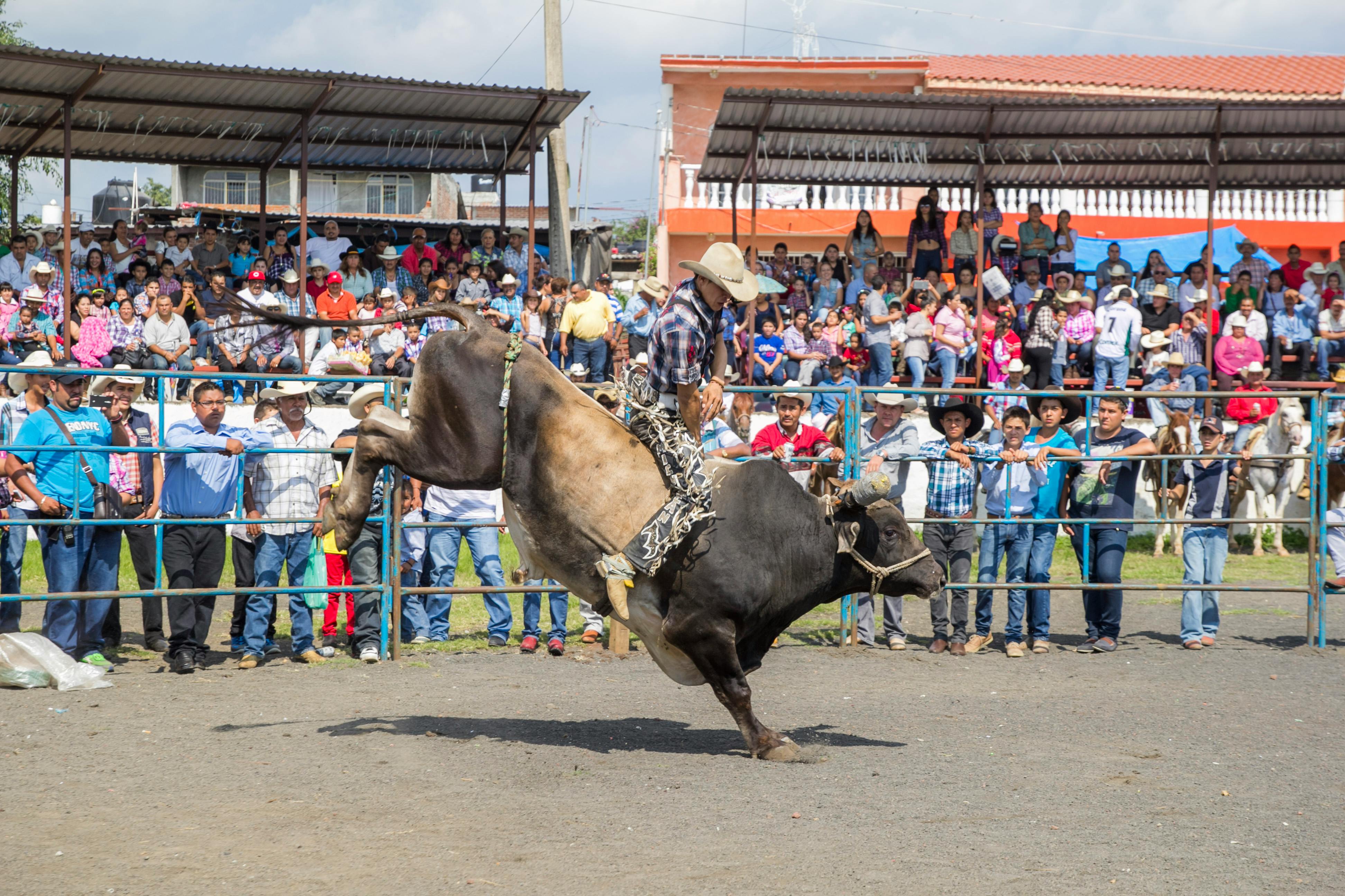 A Man in Plaid Shirt Riding a Bull · Free Stock Photo