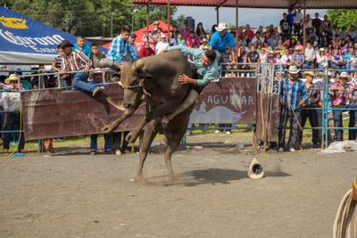 How Much Does a Bull Weigh? [Comprehensive Answer] - CGAA.org