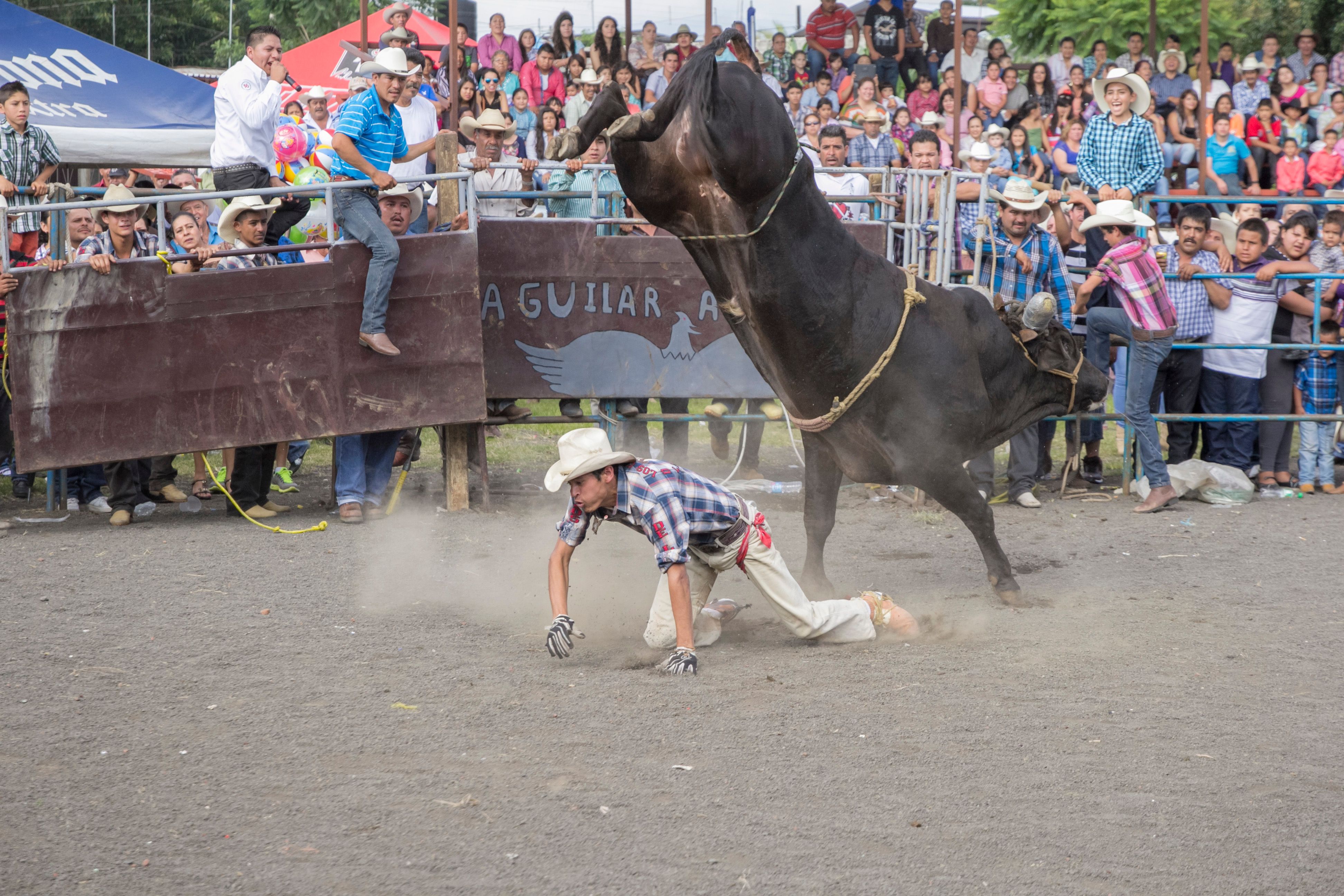 A Man Crawling Beside the Black Bull · Free Stock Photo