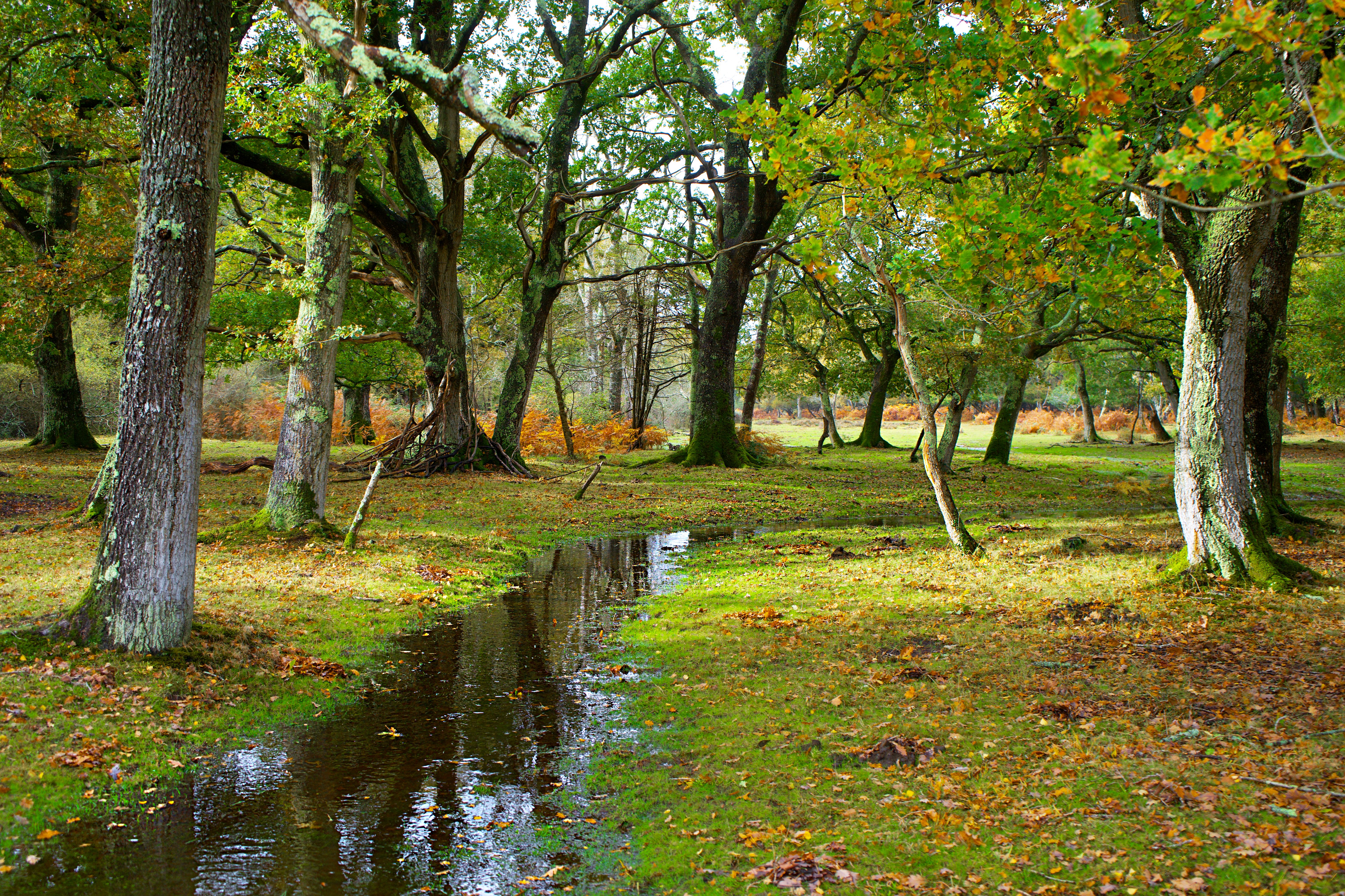 Green Grass and Trees Beside Stream · Free Stock Photo