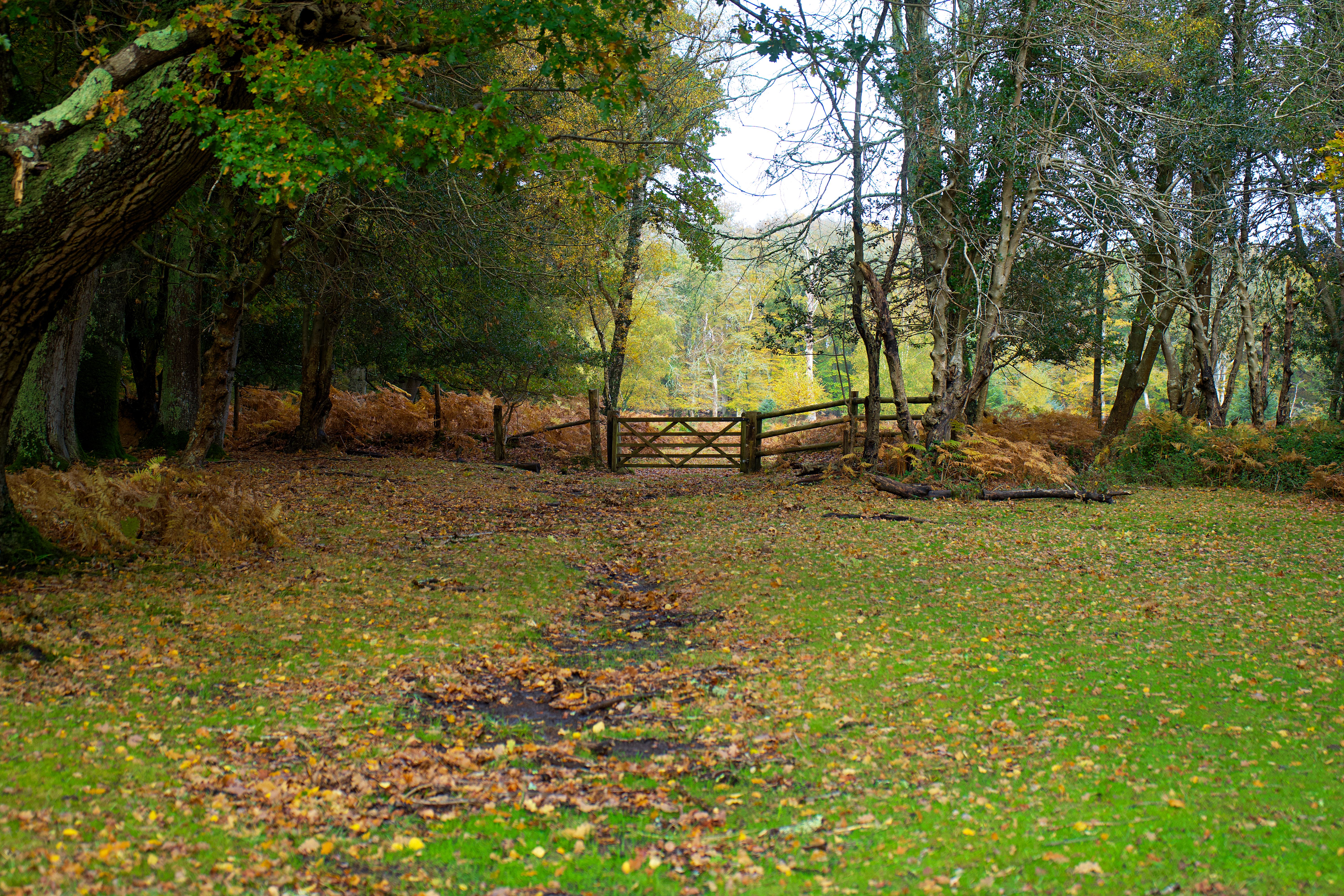 Dorset Autumn Walks Photos, Download The BEST Free Dorset Autumn Walks ...