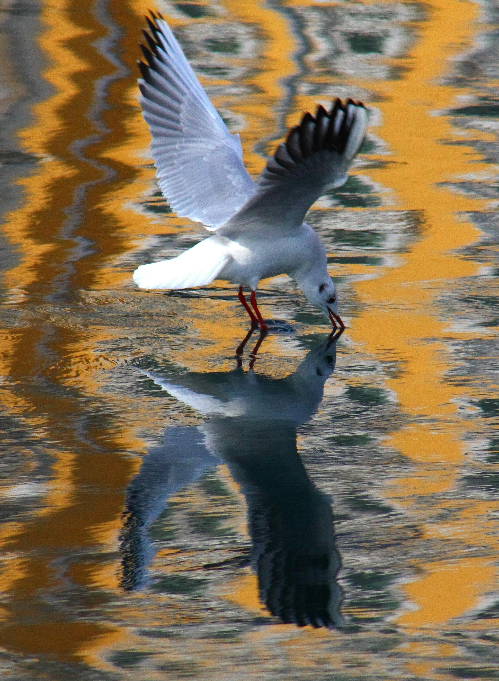 White Bird Catching Prey · Free Stock Photo