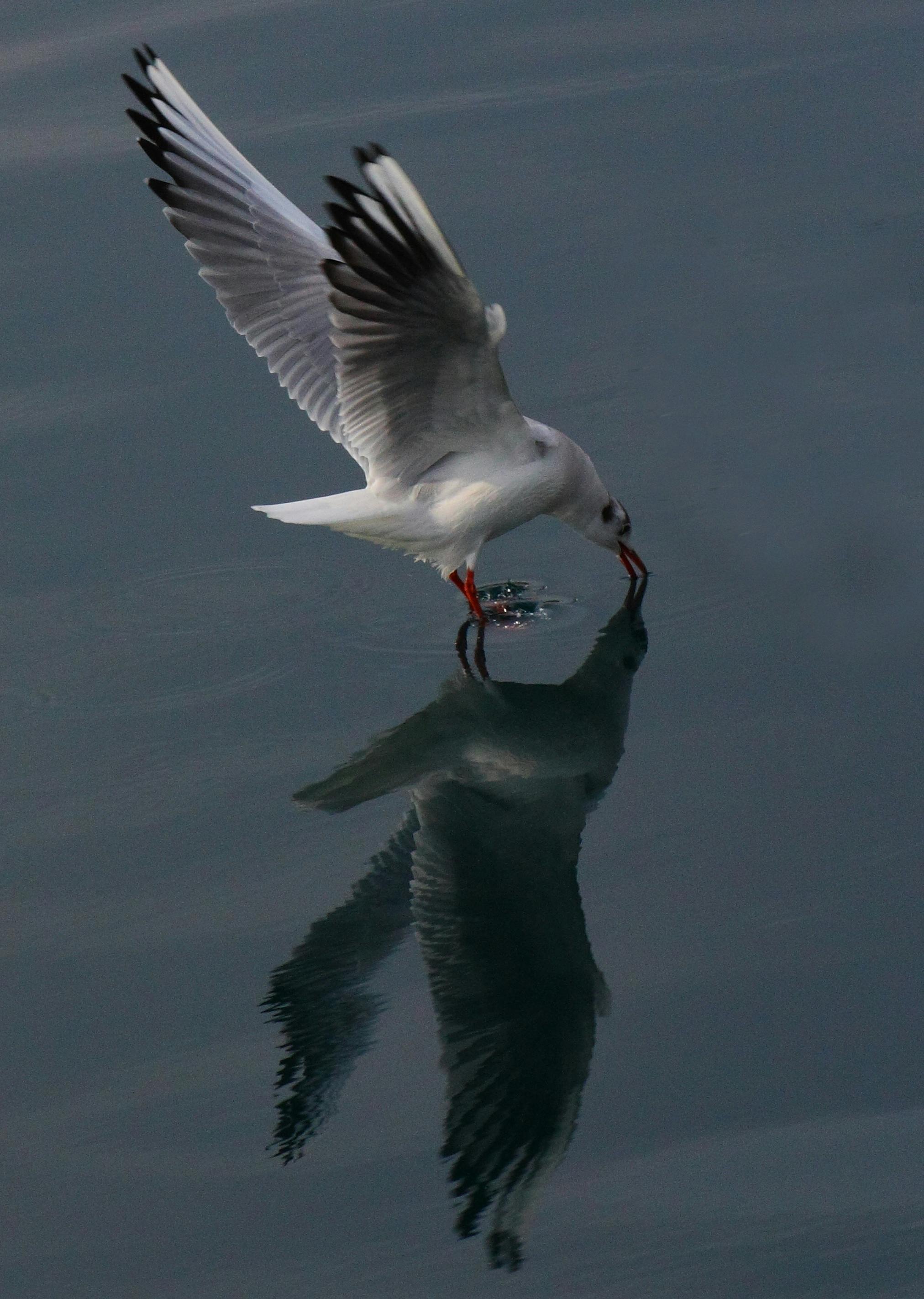 Bird Behavior Photos, Download The BEST Free Bird Behavior Stock Photos ...