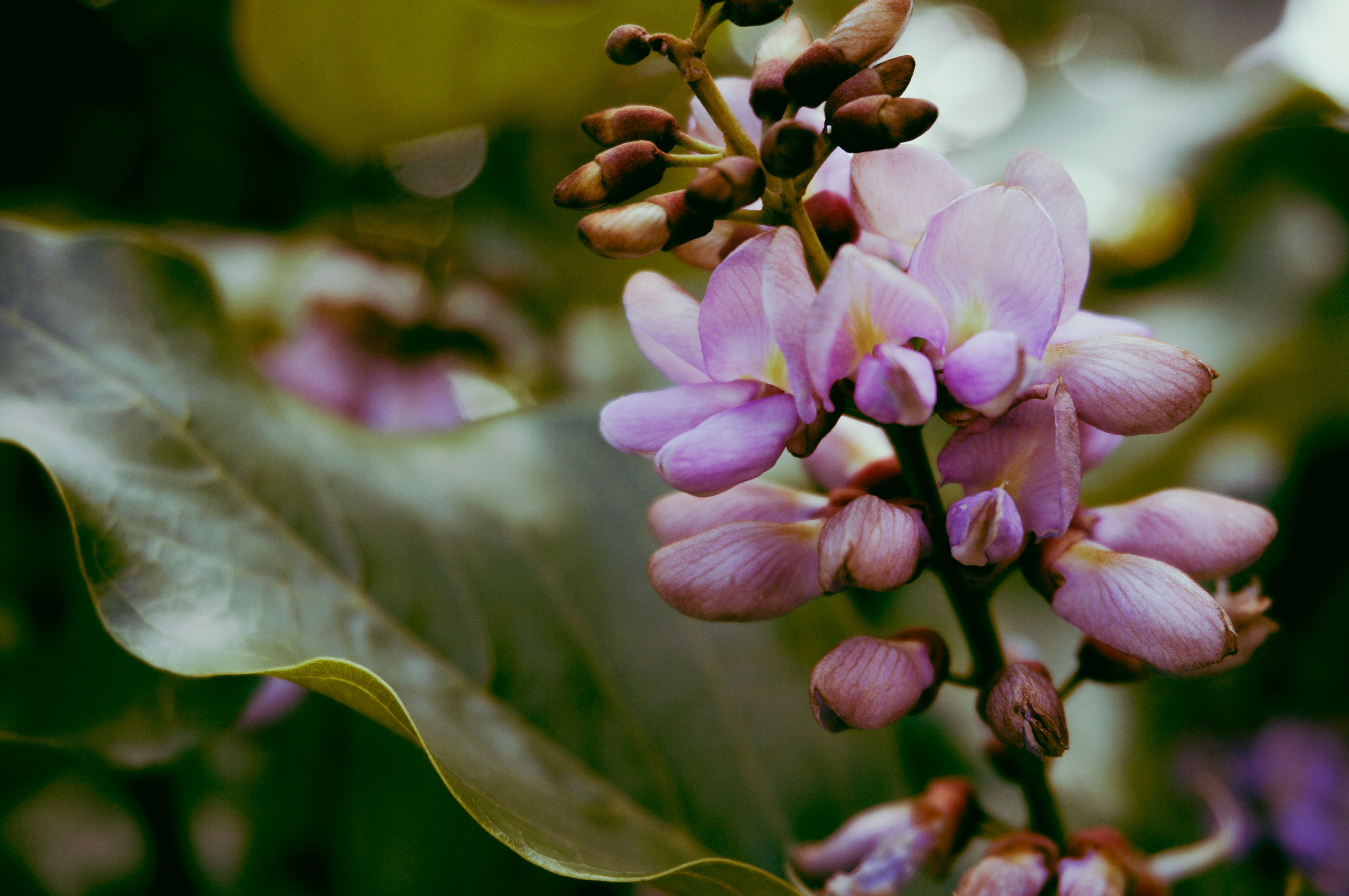 Close-up Shot of Beautiful Purple Flowers · Free Stock Photo