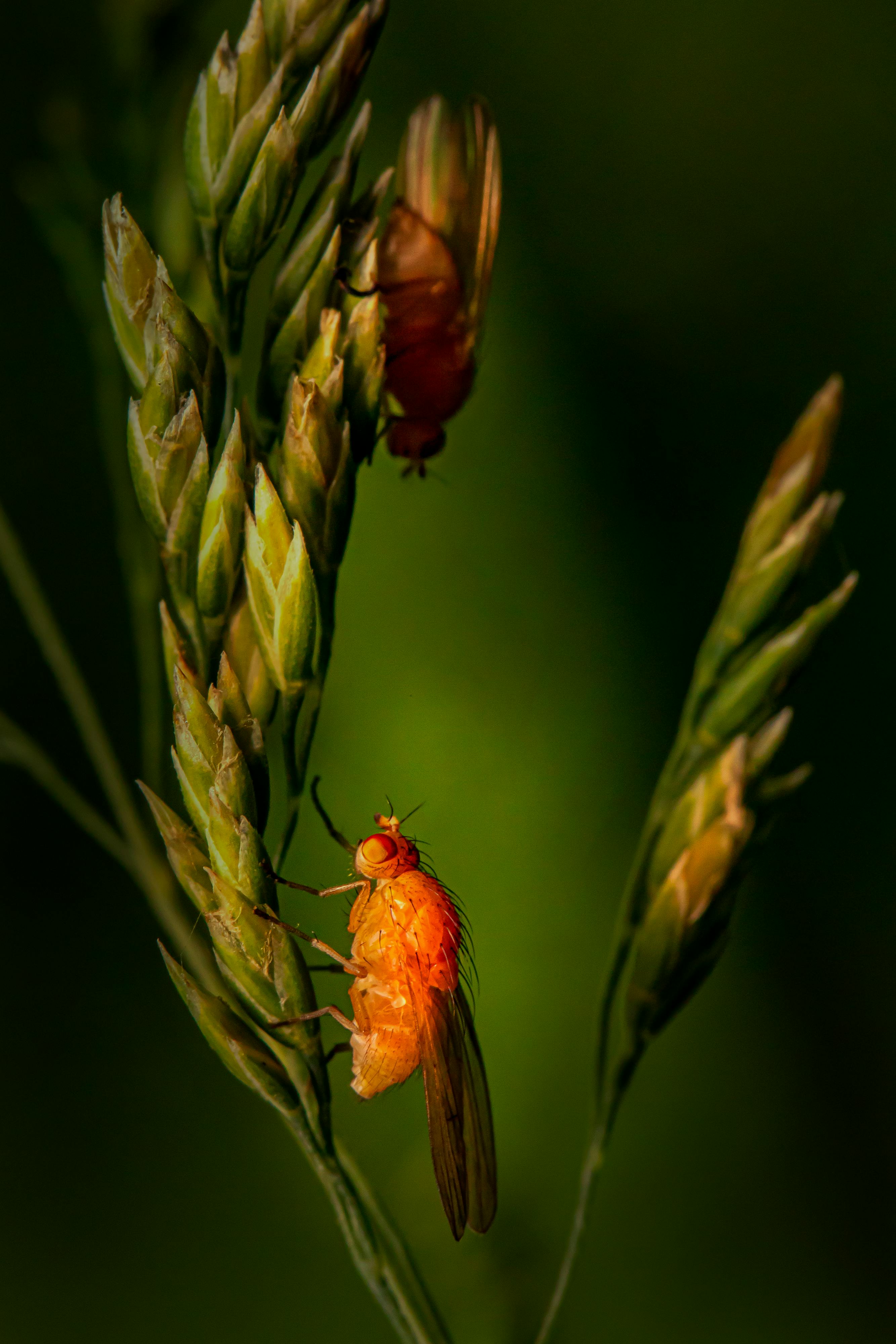 Pelle Pallida Photos, Download The BEST Free Pelle Pallida Stock Photos ...