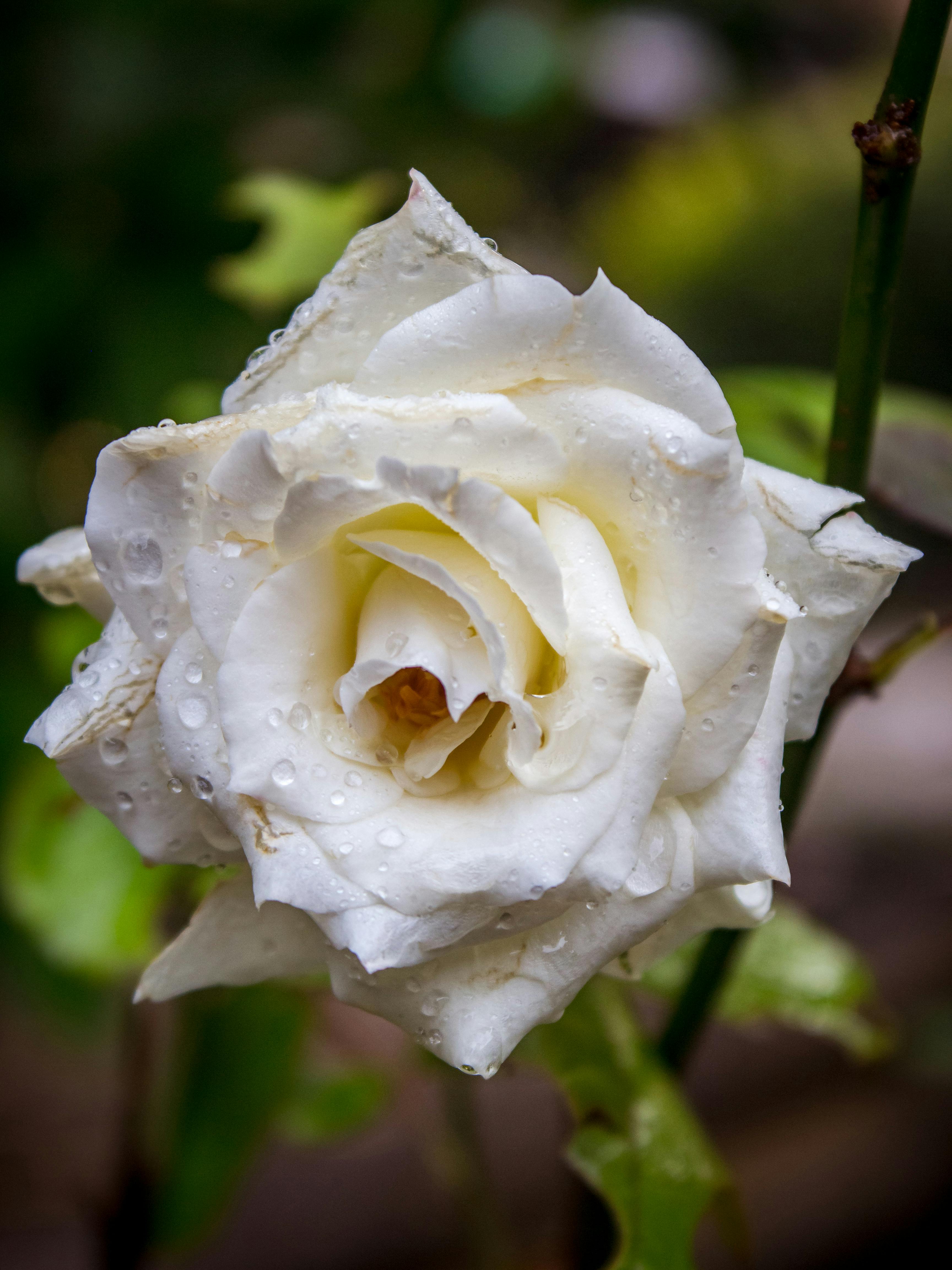 White Rose With Raindrops Photos, Download The BEST Free White Rose ...