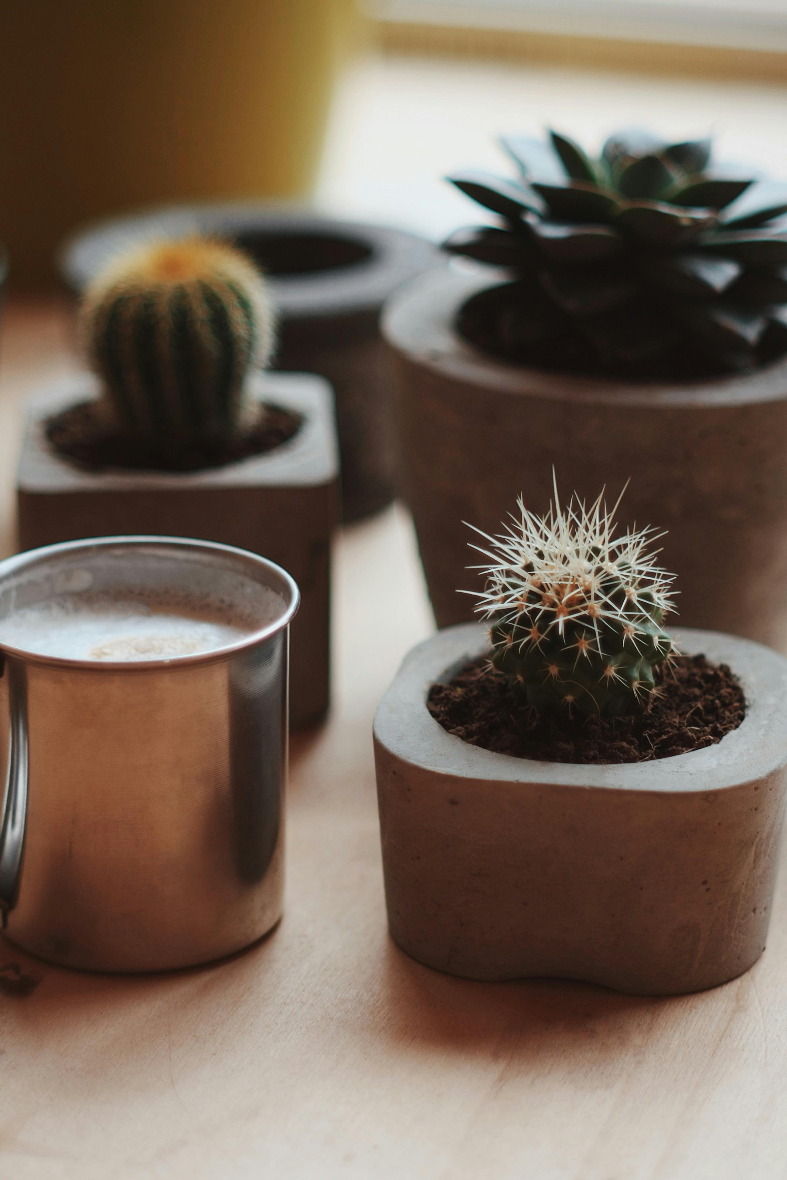 Drinking Cactus Photos, Download The BEST Free Drinking Cactus Stock ...