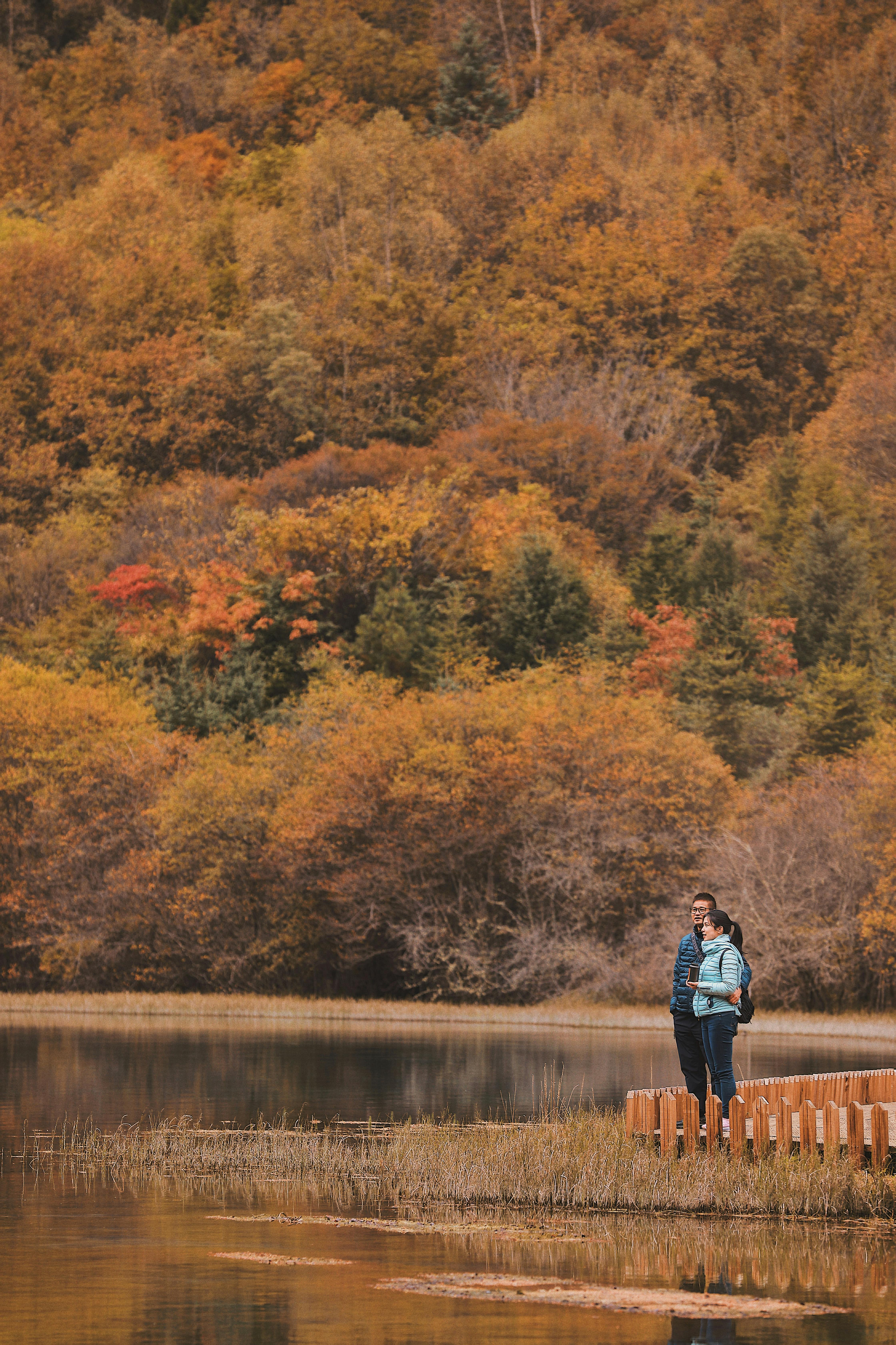 Tree Falling in the Water · Free Stock Photo