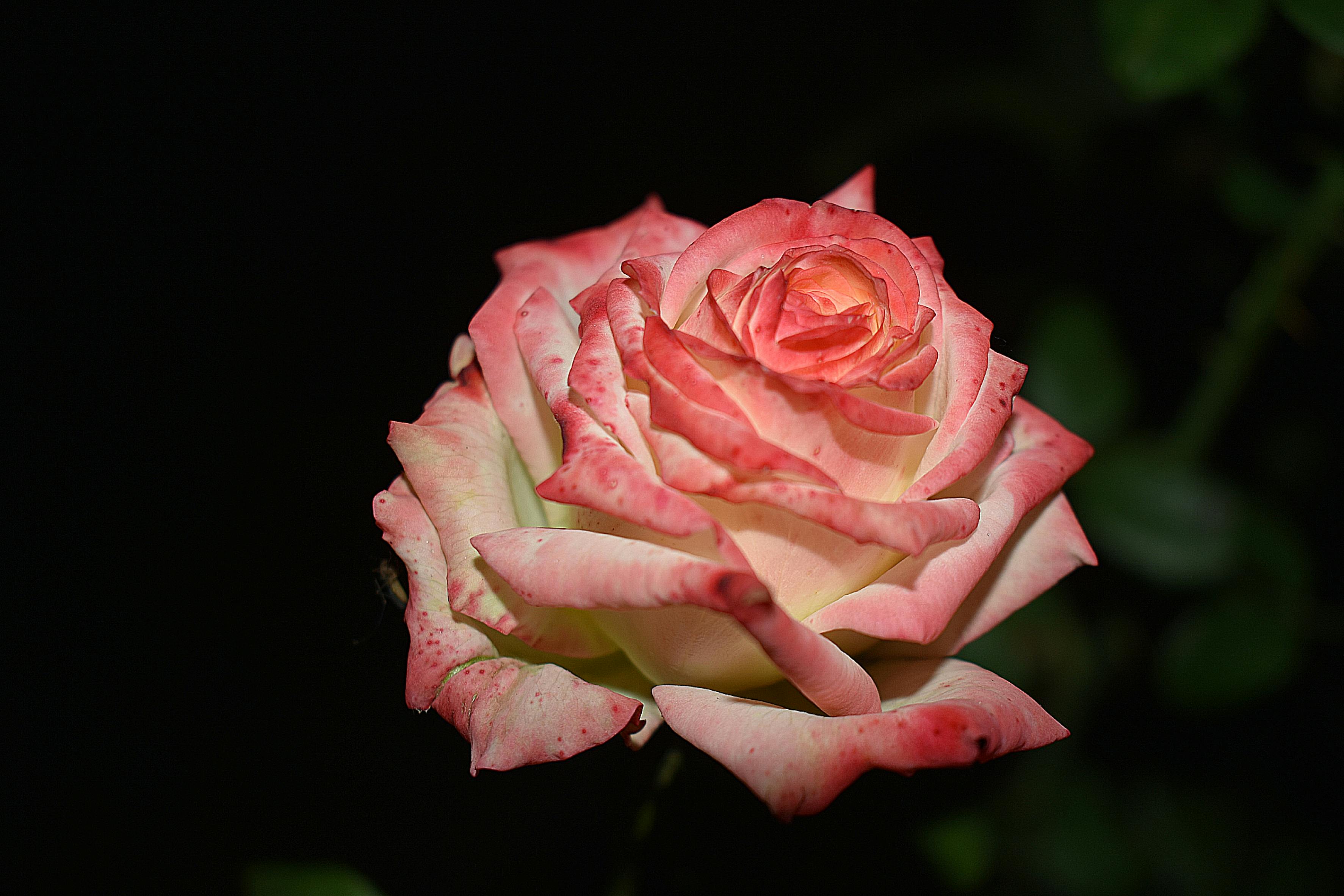 Close Up Photography of Pink Rose in Bloom · Free Stock Photo