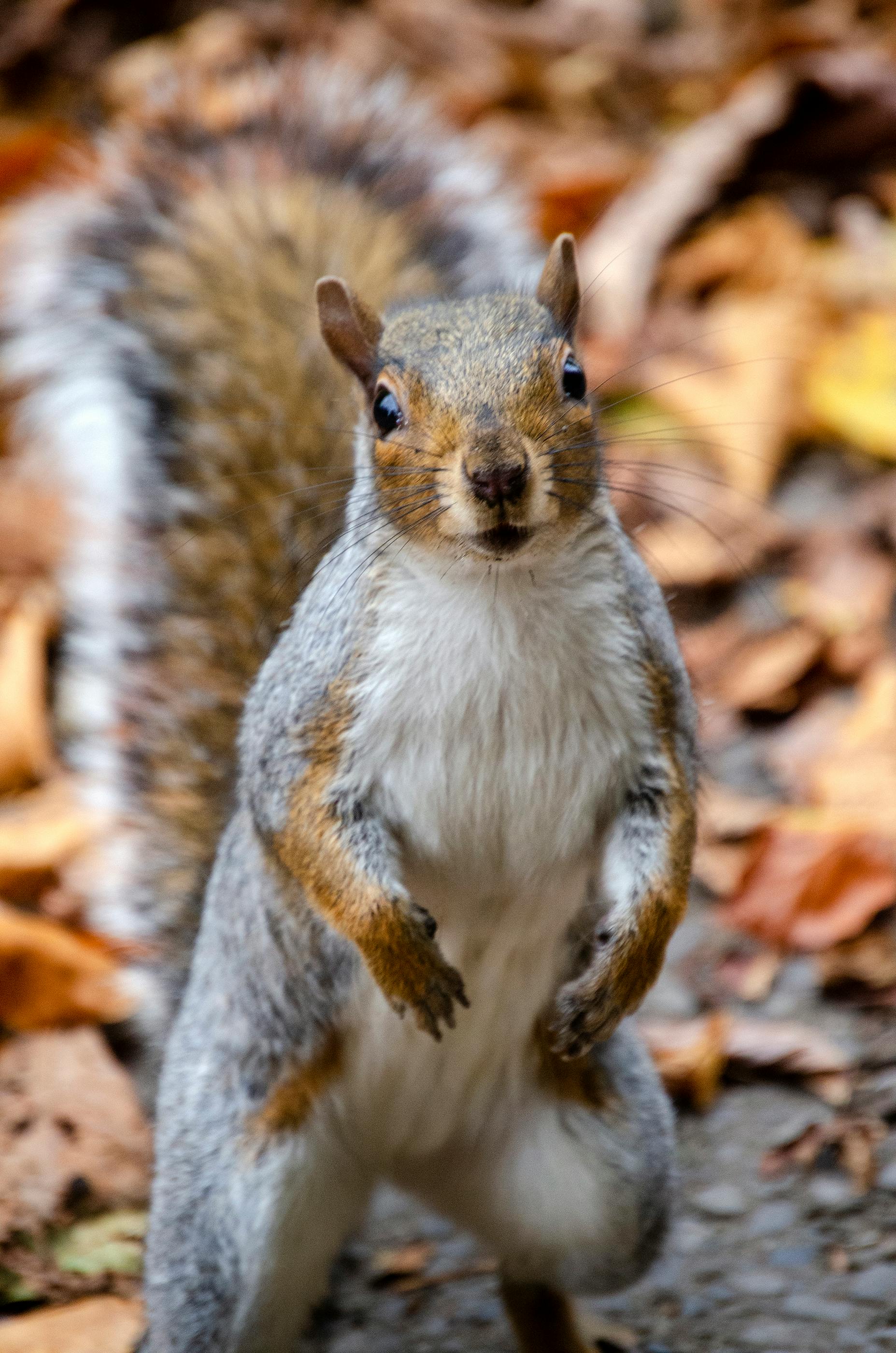 Ray Farrell - Fotografía