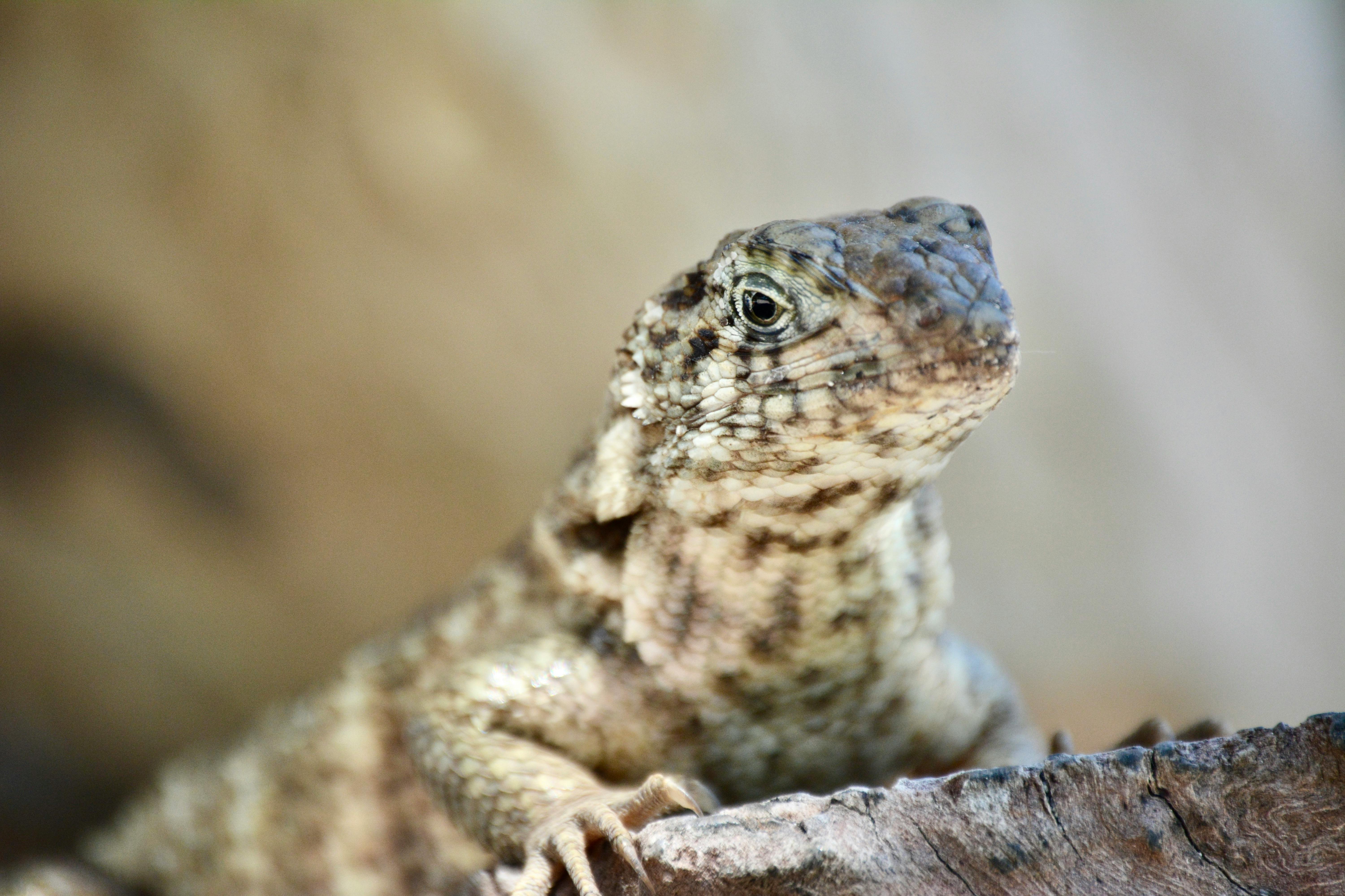 A Lizard with a Raspberry on its Head · Free Stock Photo