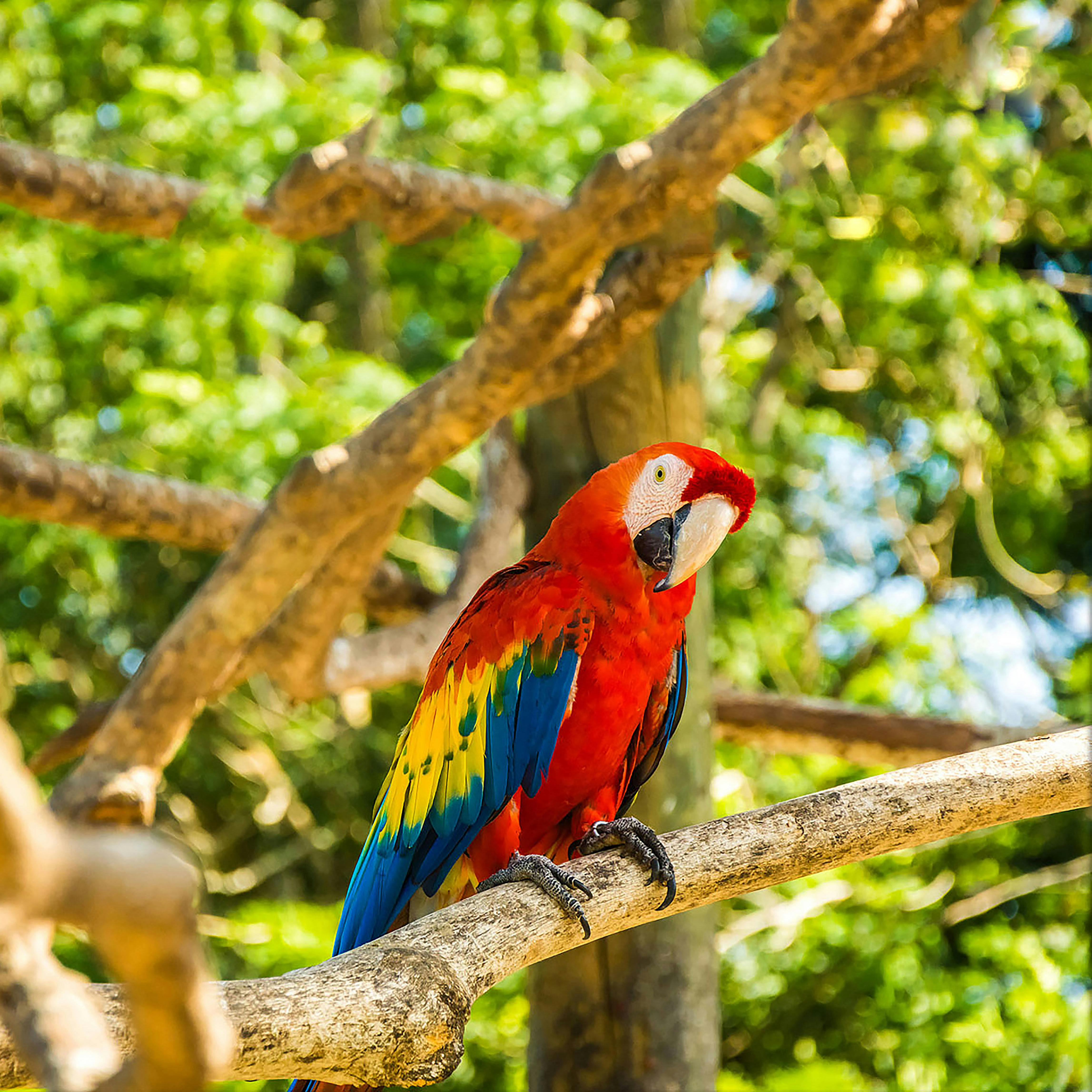 Scarlet Macaw Perched on Brown Tree Branch · Free Stock Photo