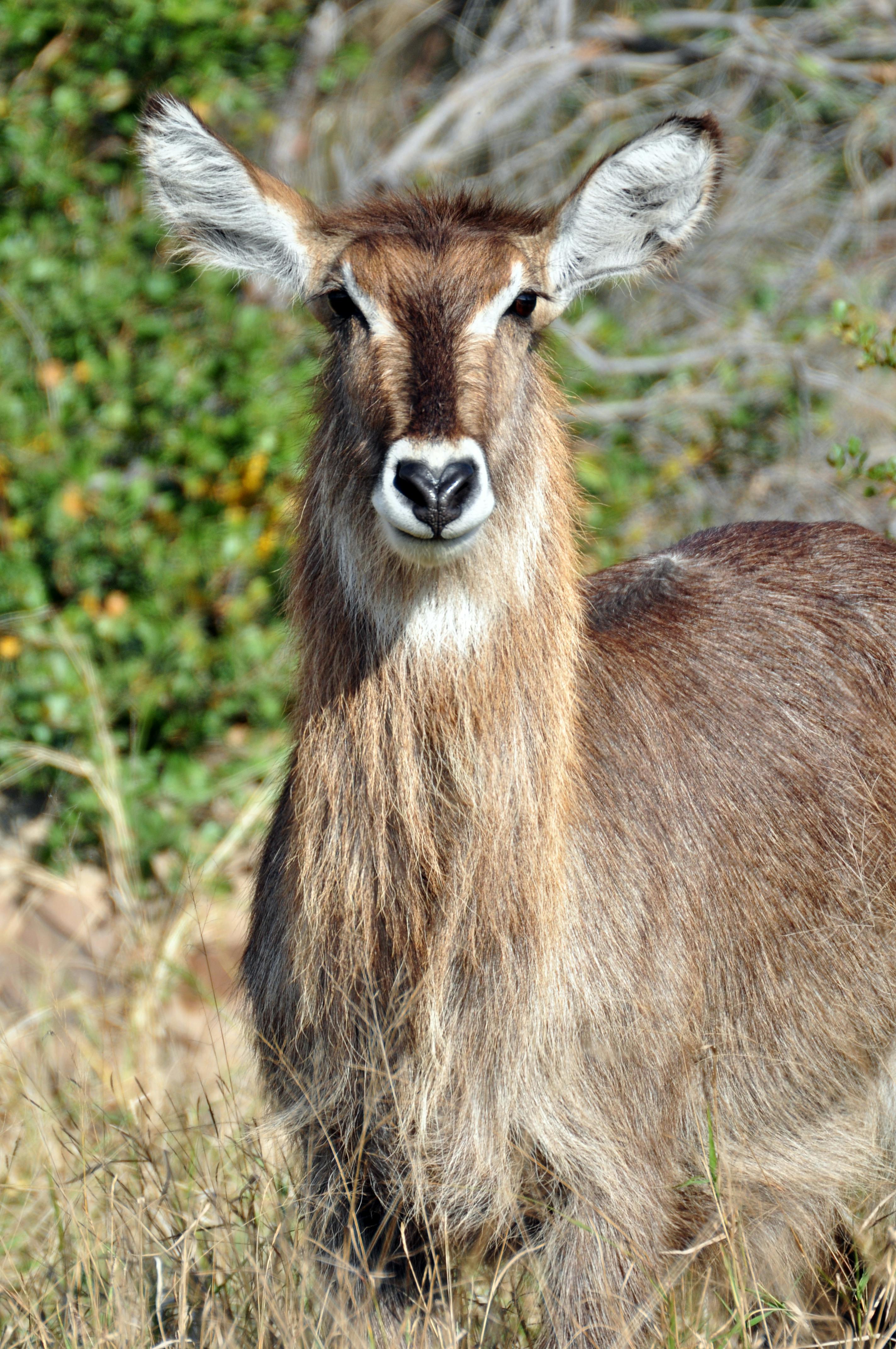 A Close-Up Shot of a Waterbuck · Free Stock Photo