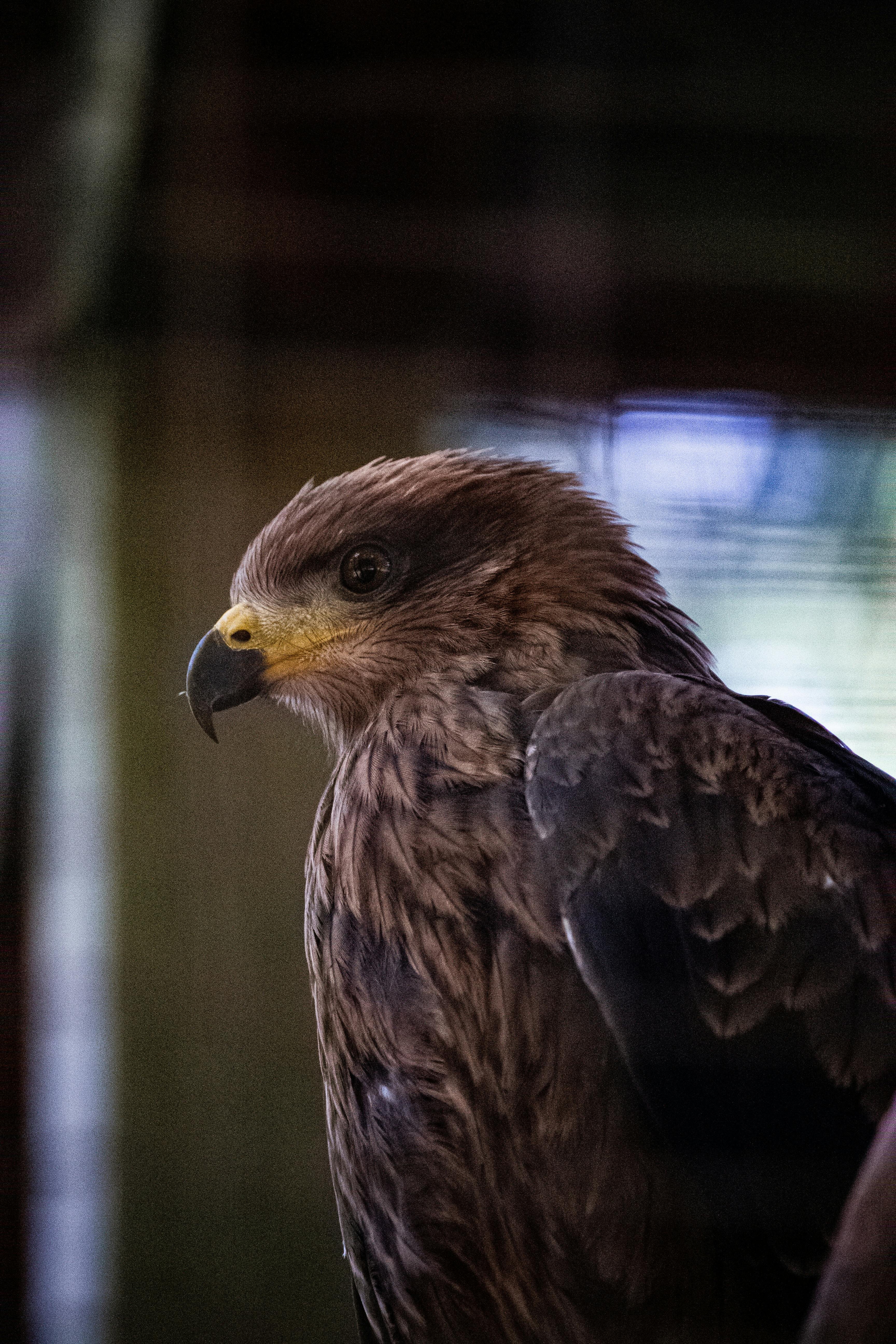 Close-Up Shot of a Hawk · Free Stock Photo