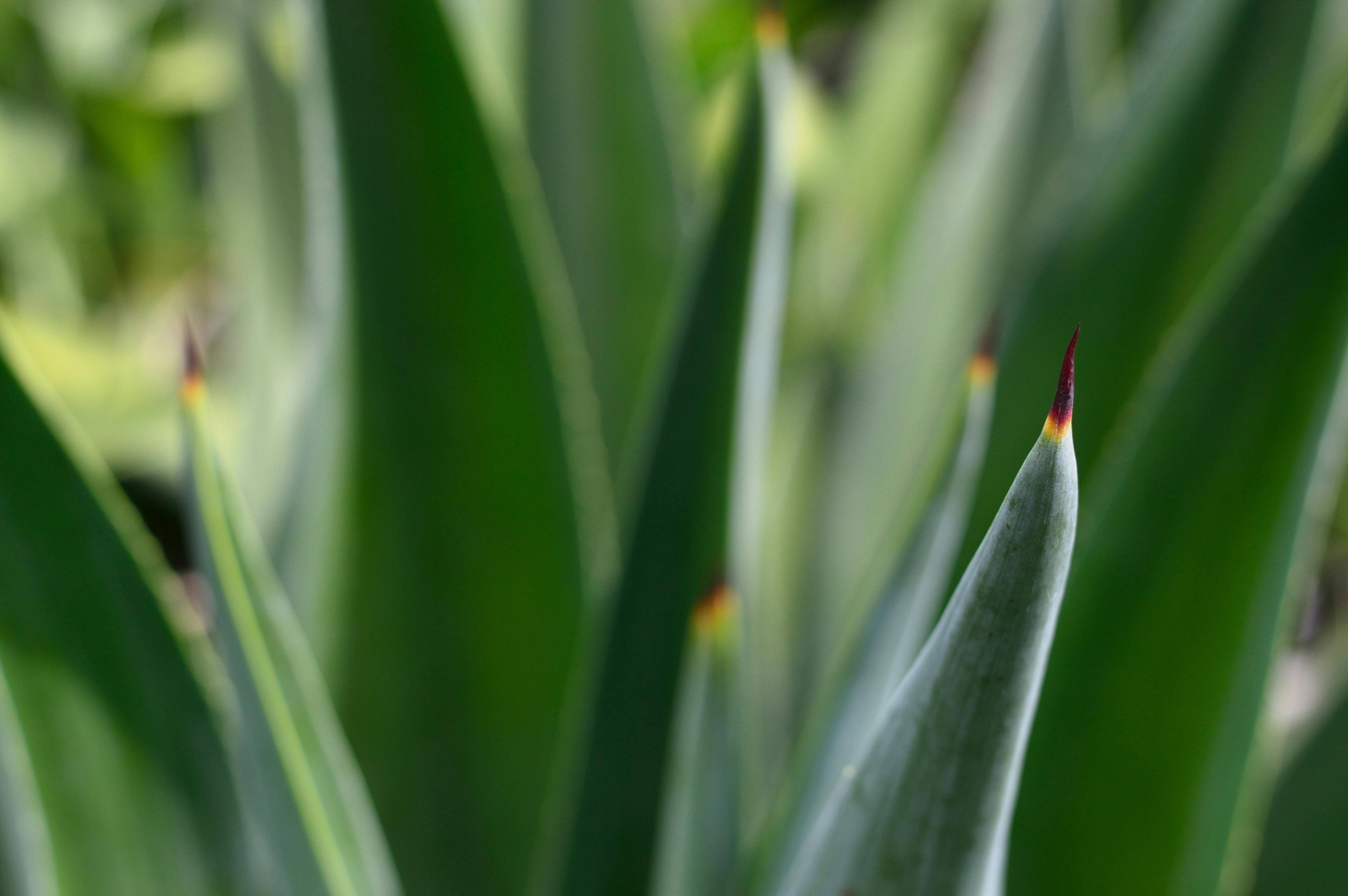 Green With Pointed Tip Plant · Free Stock Photo