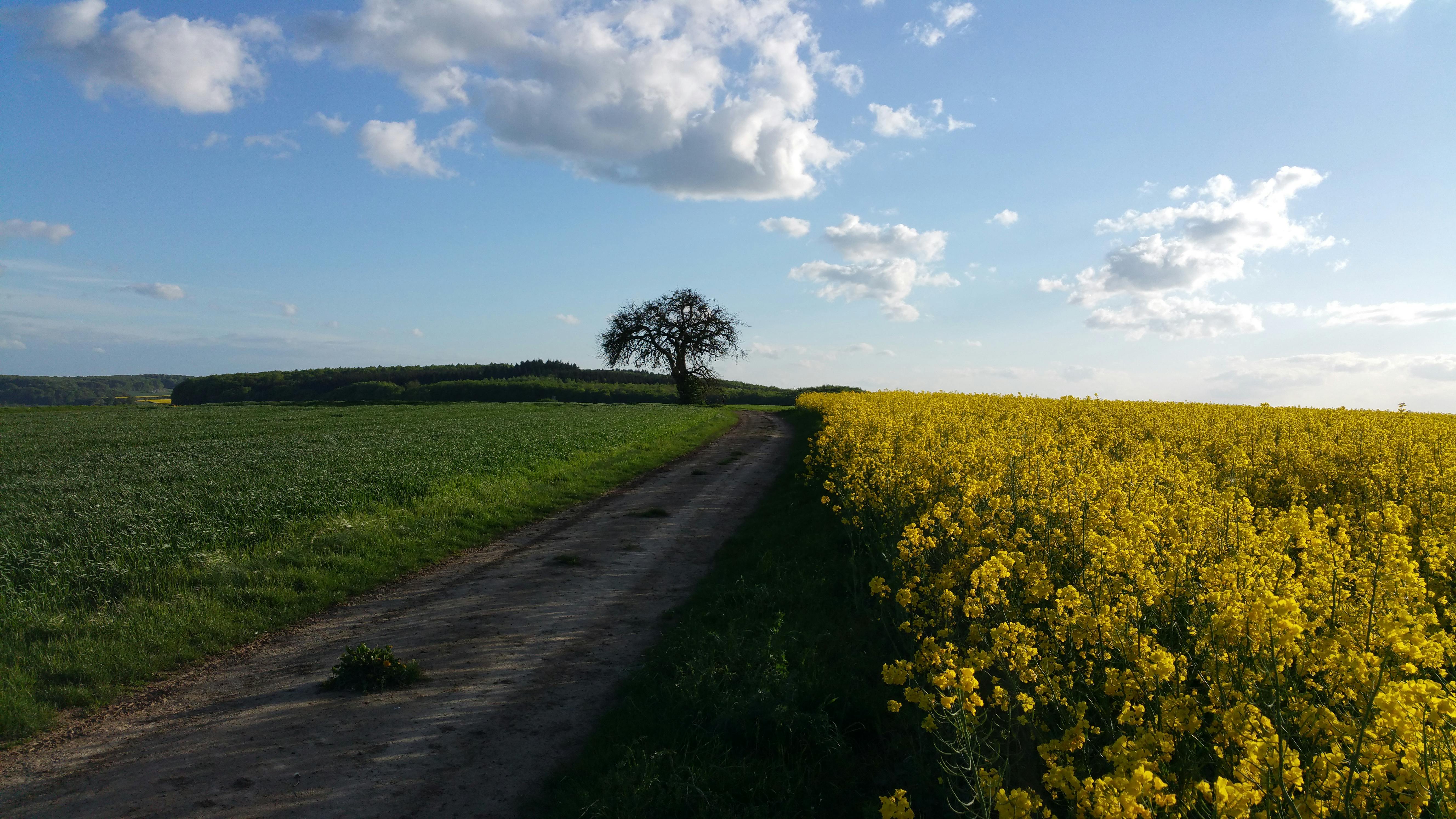 Roadway in peaceful rural landscape · Free Stock Photo